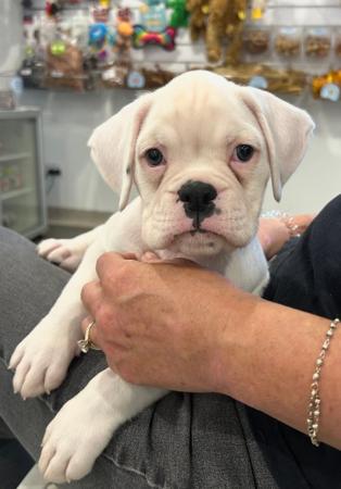 Boxer Puppies for Sale