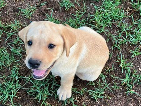 Labrador Retriever Puppies for Sale, NSW