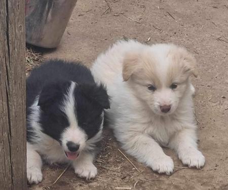 Border Collie Puppies for Sale