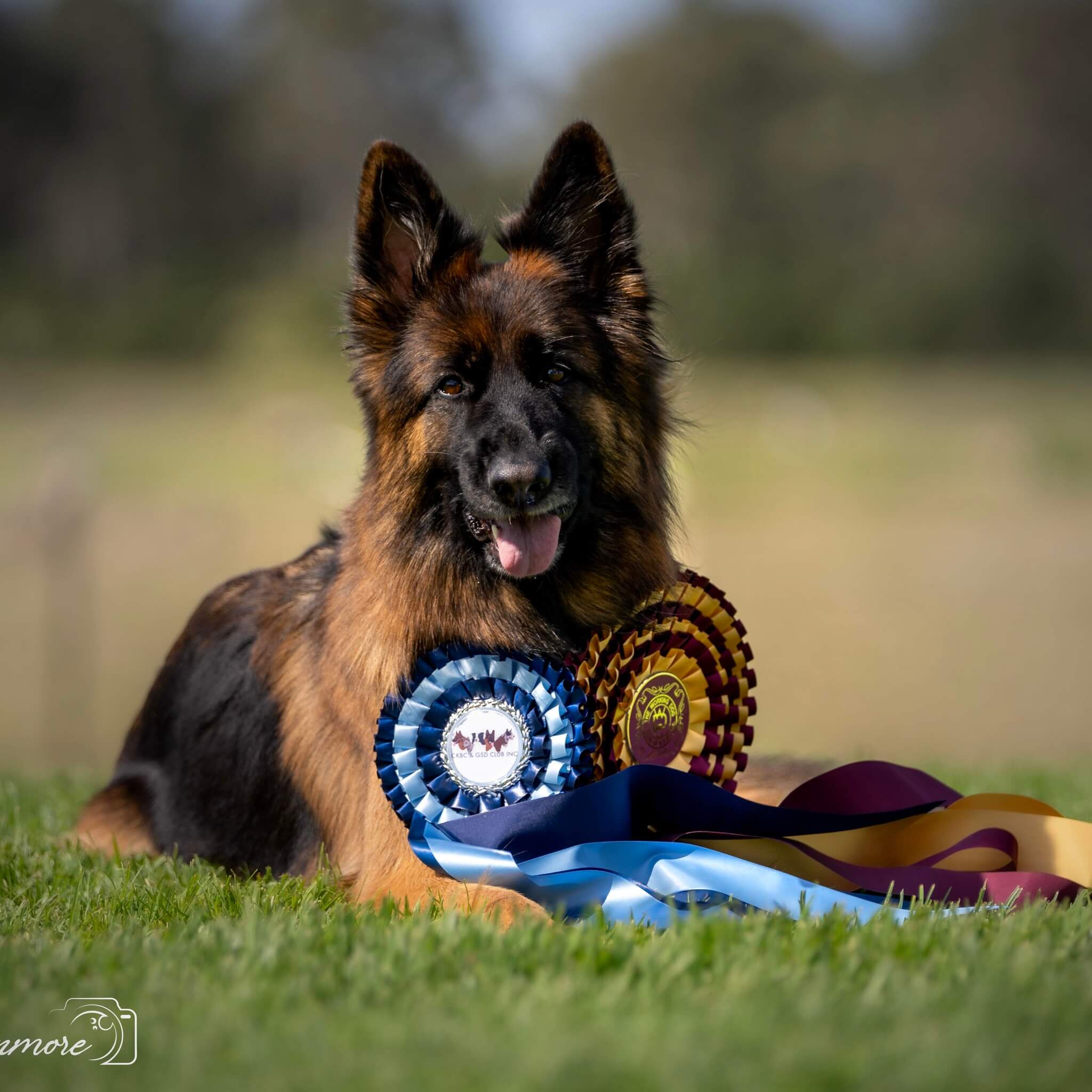 Aust CH Vladimir The Bees Knees EXC MERIT German Shepherd Dog (Long ...