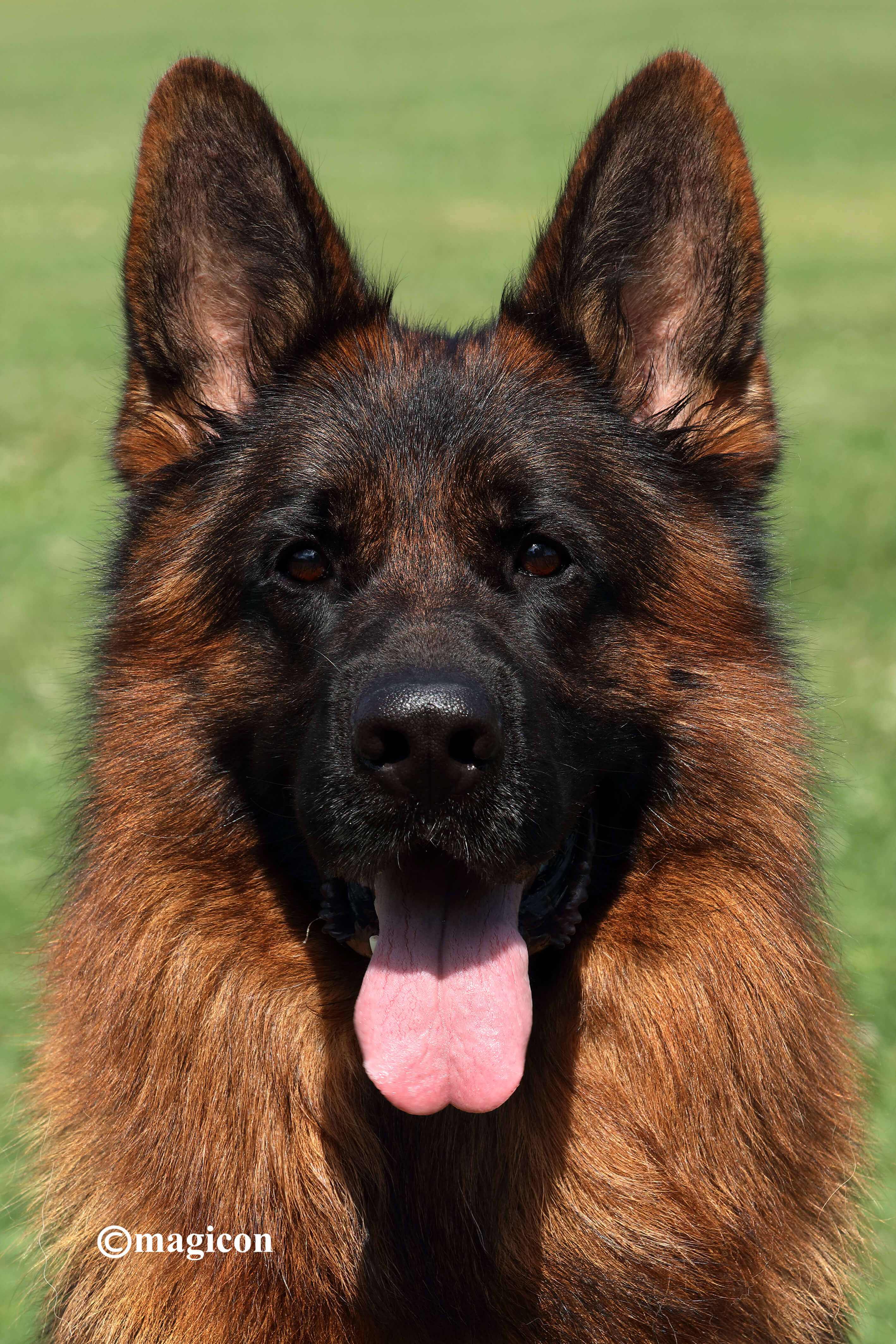 Ronaldo du Val dAnzin German Shepherd Dog - Owned by Morton, Leonard ...