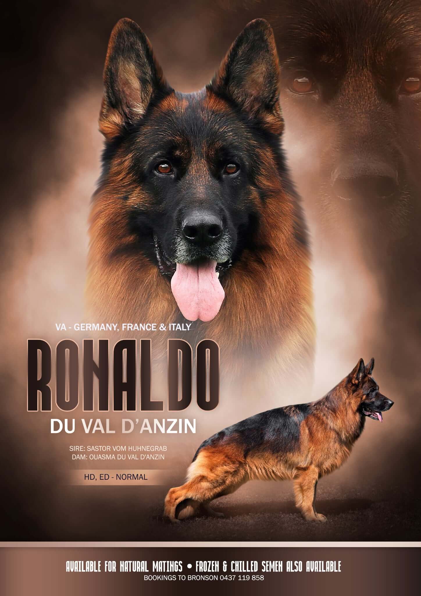 Ronaldo du Val dAnzin German Shepherd Dog - Owned by Morton, Leonard ...