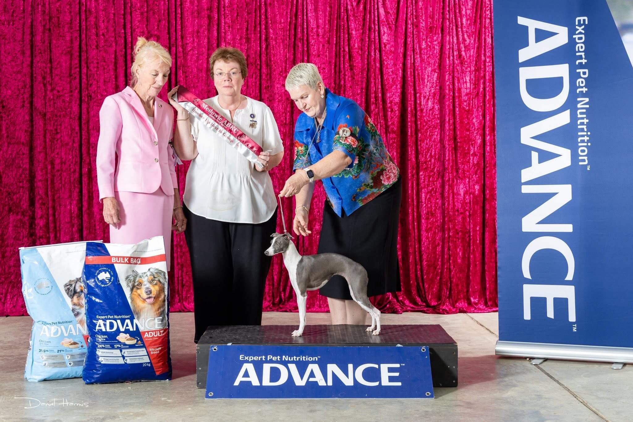 Piccino Dry Martini Italian Greyhound - Owned by SL Reeve & T Clift