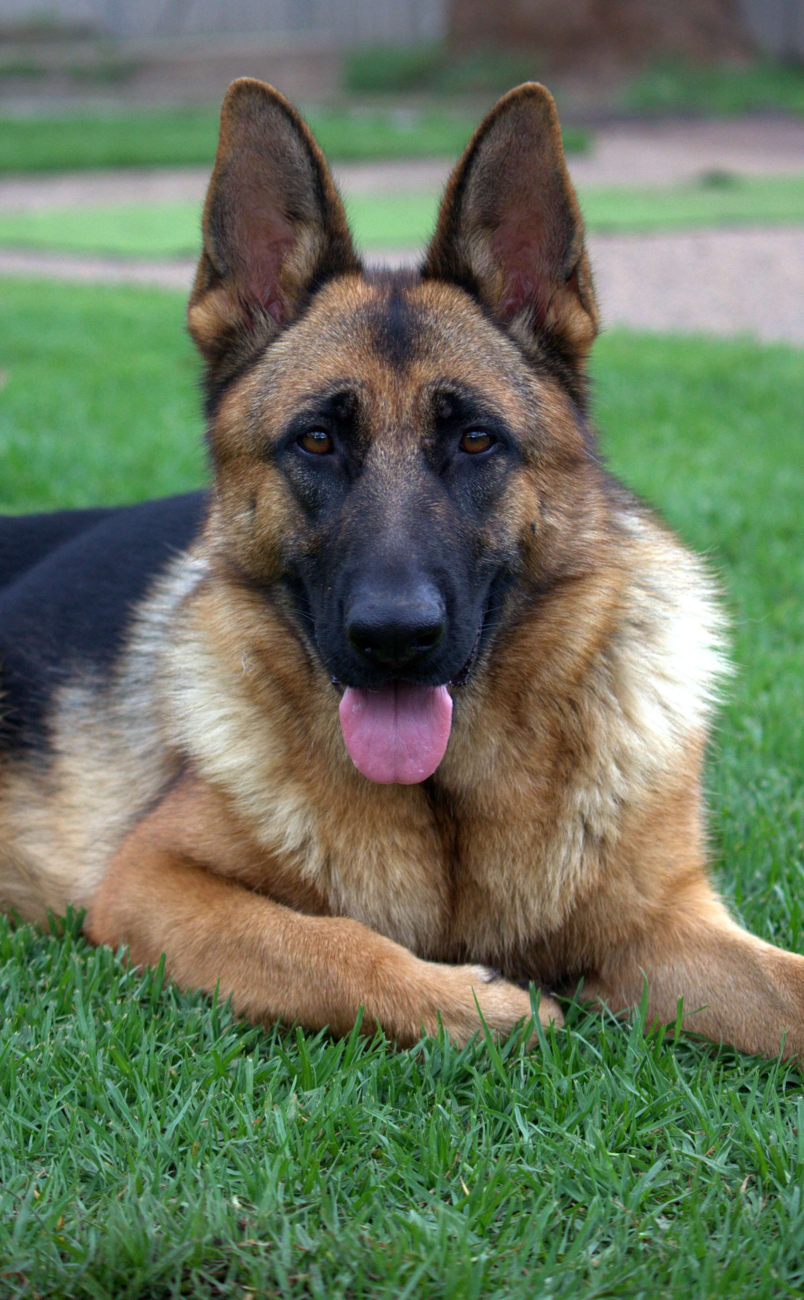 Aust Champion Freevale Zelotypia In Pink German Shepherd Dog - Owned by ...