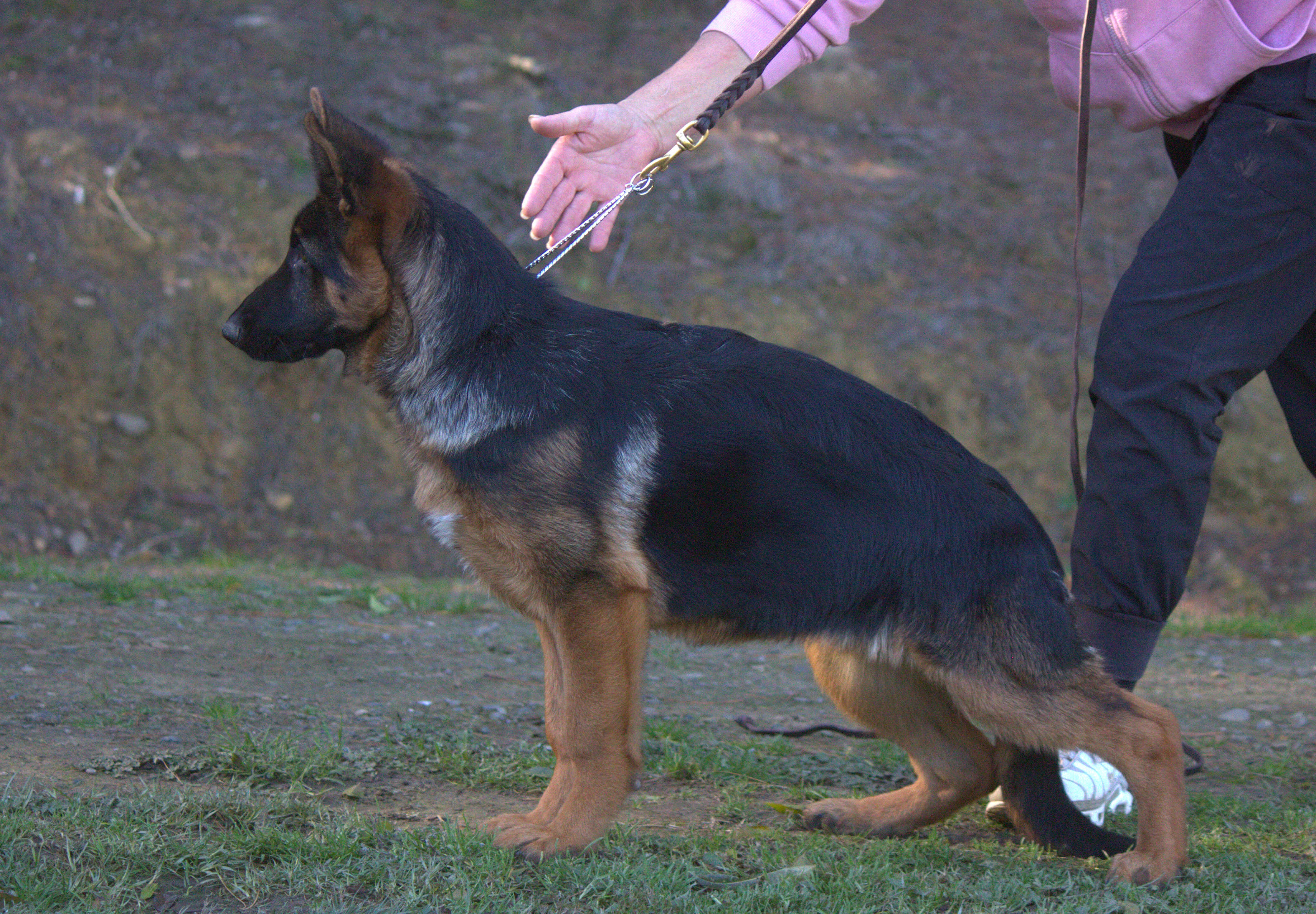 Freevale Irresistible In Pink German Shepherd Dog - Owned by M&C Morris
