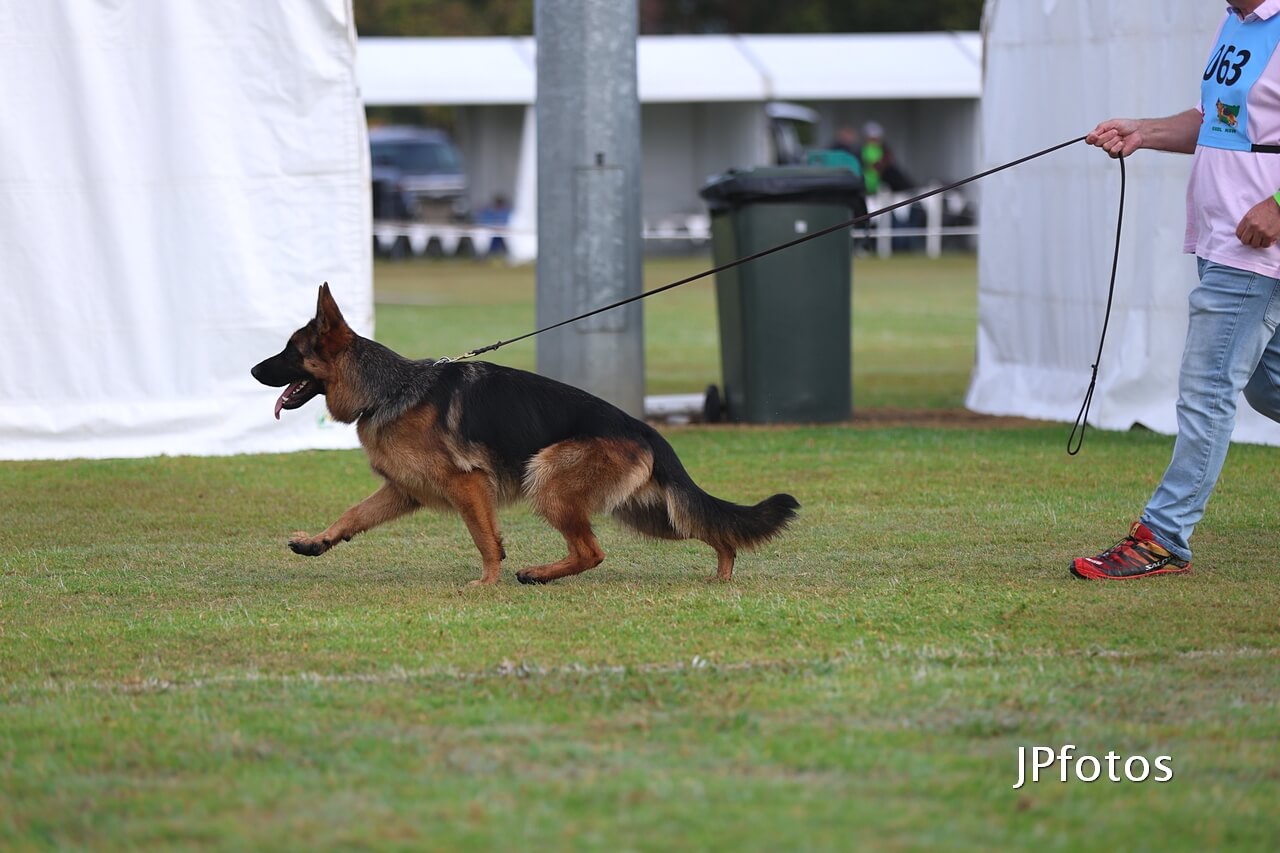 Aust Champion Freevale Je Ne Sais Quoi German Shepherd Dog - Owned by M ...