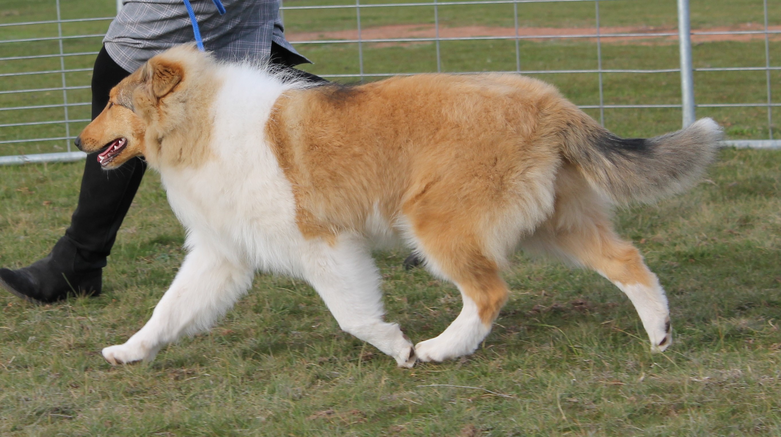 Elfreya Our Surreal Lass Collie (Rough) - Owned by Ms C Cashion