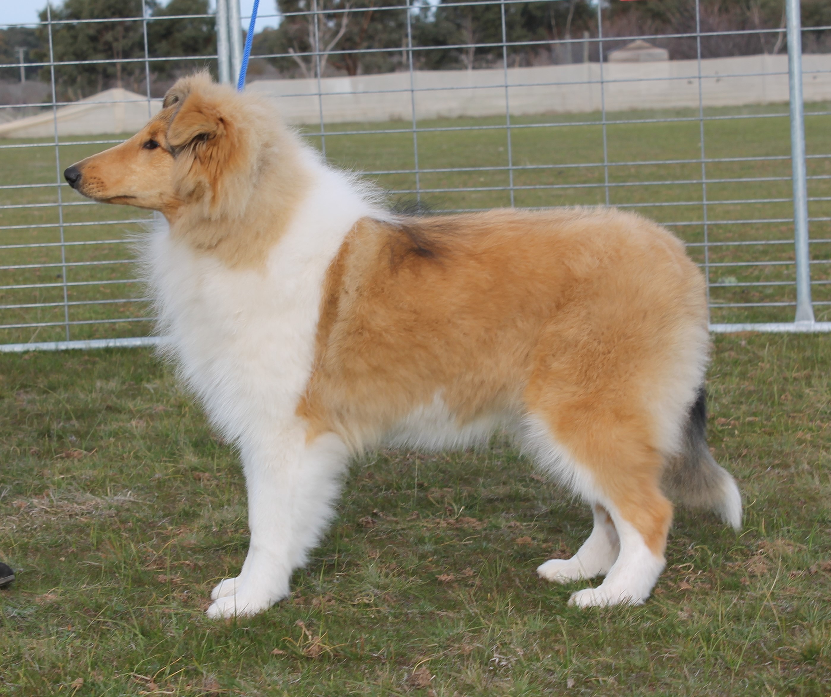 Elfreya Our Surreal Lass Collie (Rough) - Owned by Ms C Cashion