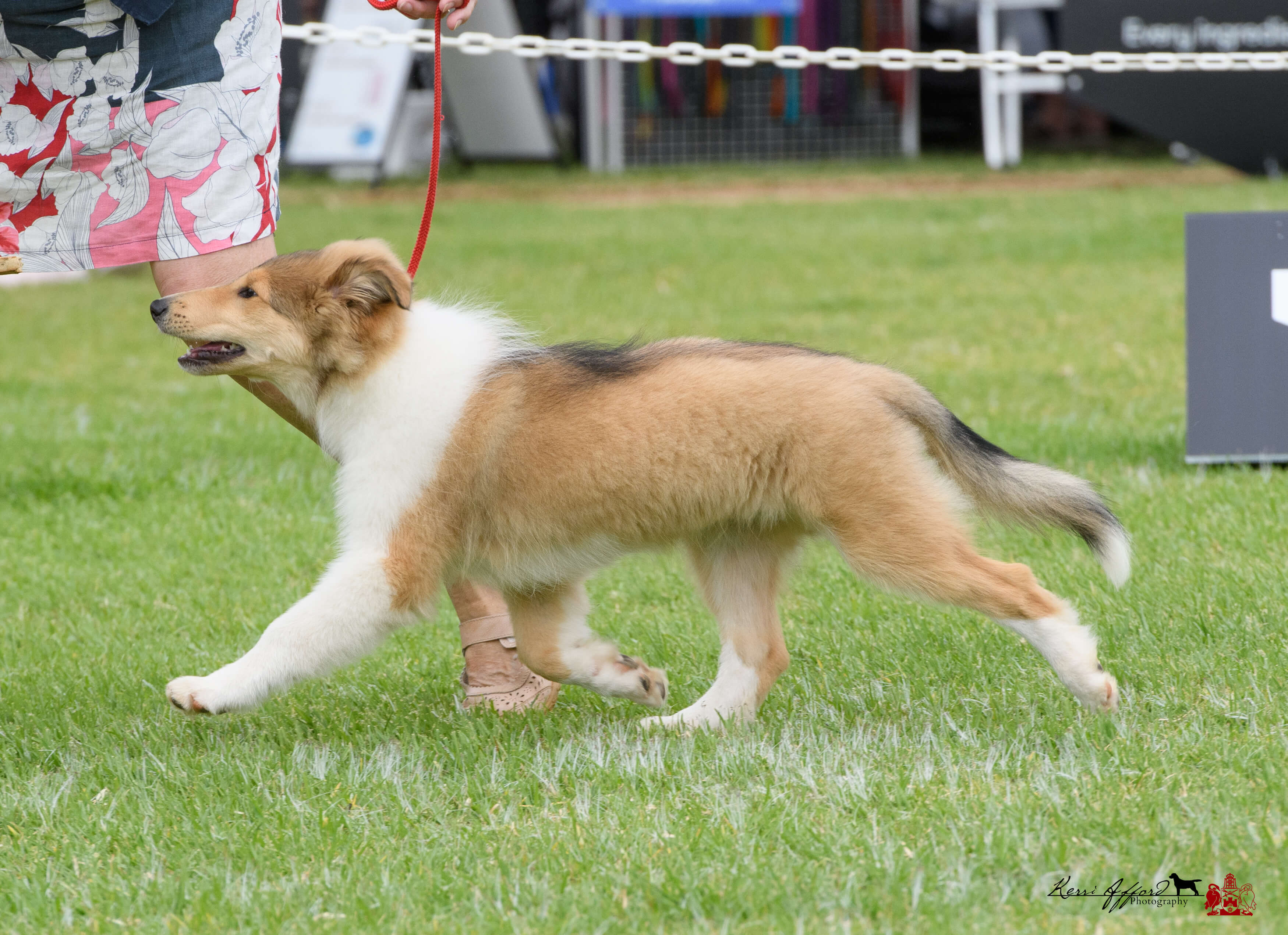 Elfreya Keep On Cruisin Collie (Rough) - Owned by Elizabeth Harris