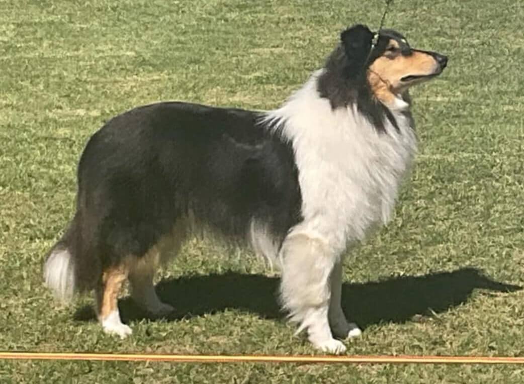 CH Elfreya Divinely Neoclassical Collie (Rough) - Owned by Elizabeth Harris