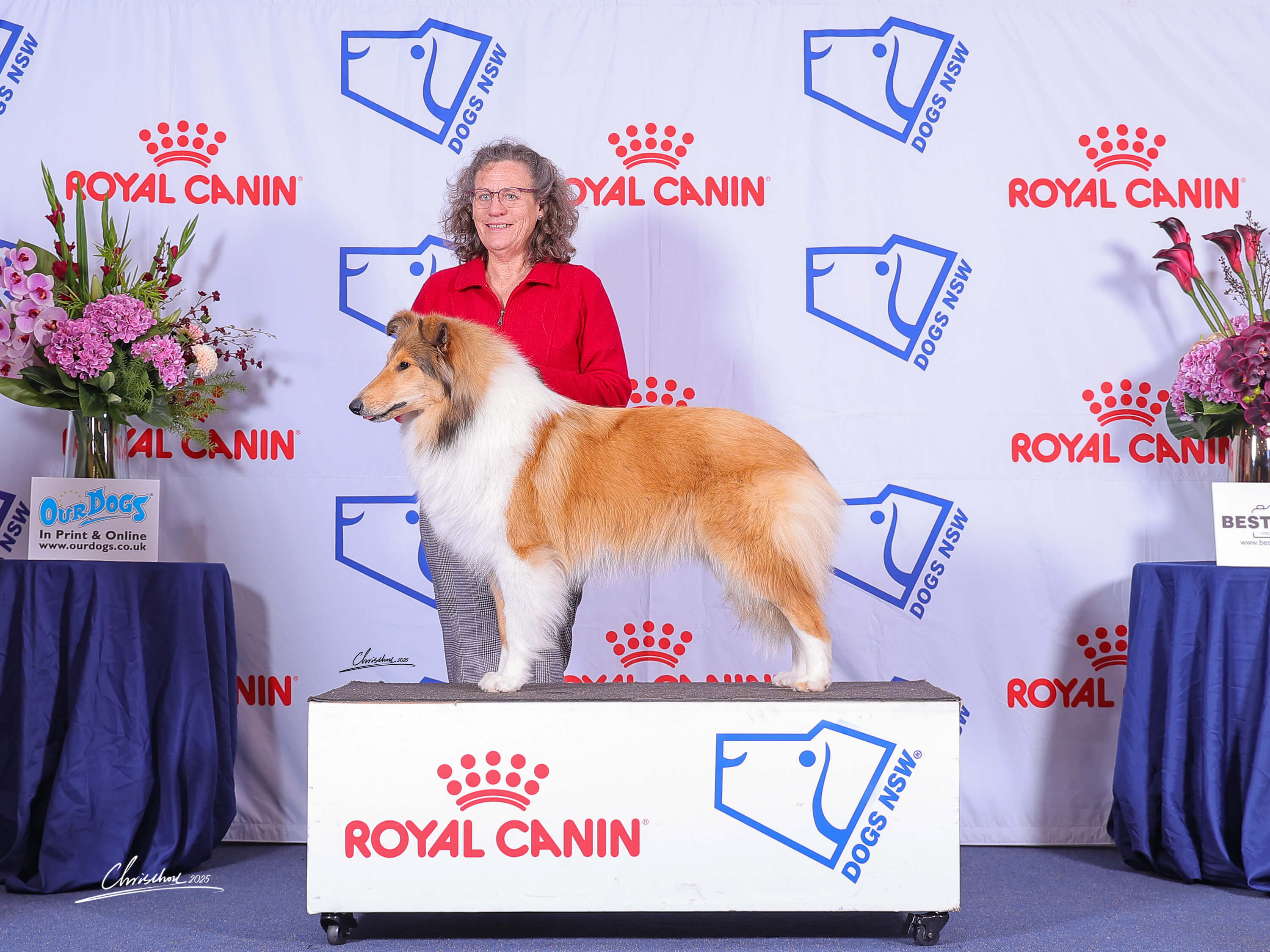 Elfreya Keep On Cruisin Collie (Rough) - Owned by Elizabeth Harris