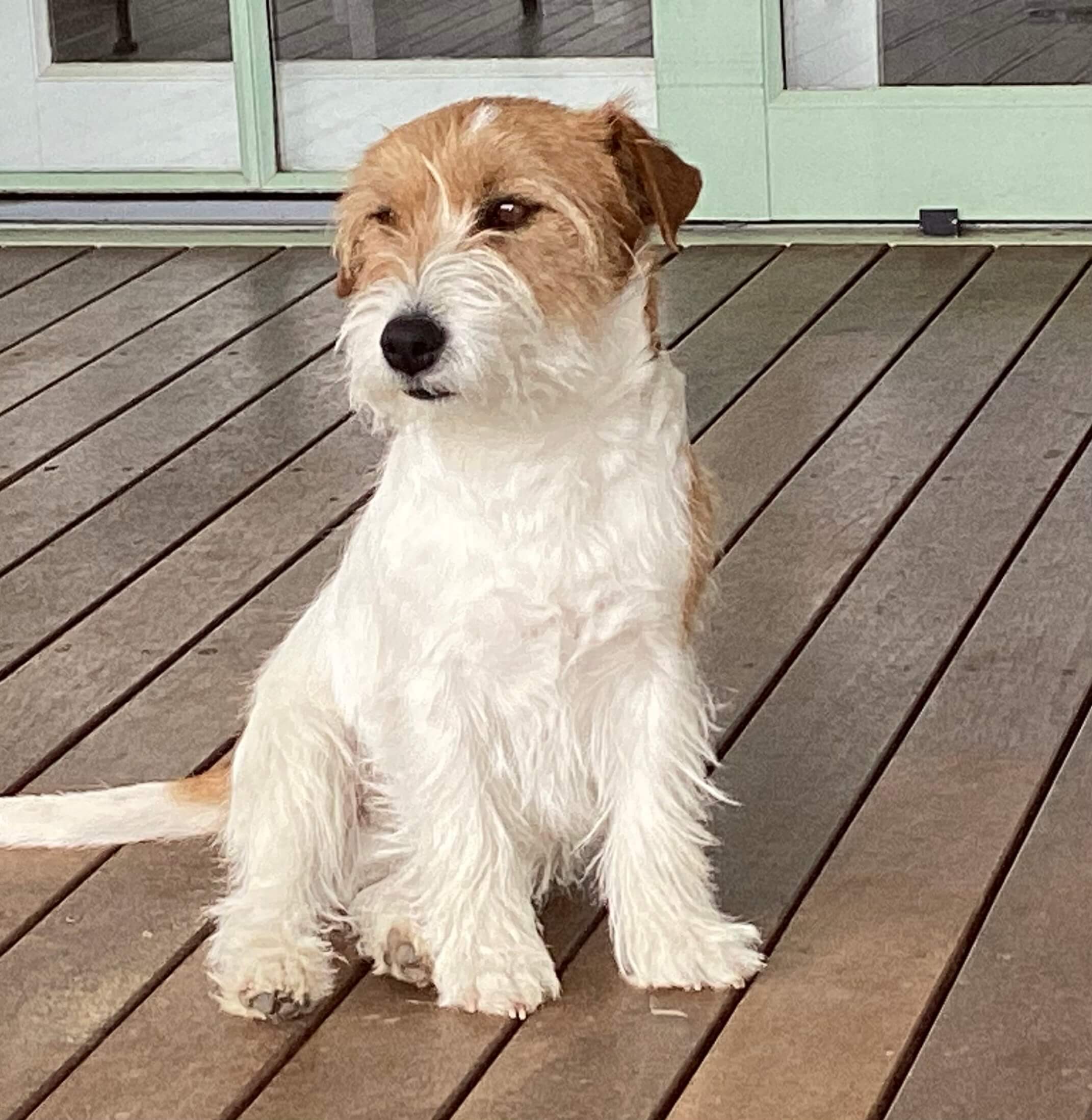 Australian Champion Maljack Patch Adams Jack Russell Terrier - Owned by ...