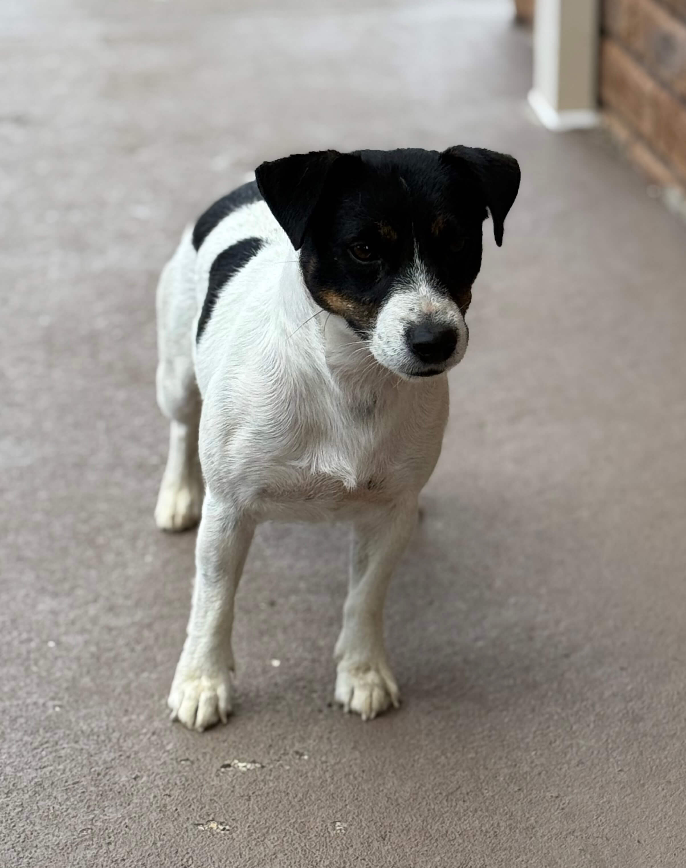 Kadama Tri N Stop Me Jack Russell Terrier - Owned by Mrs S T Wickham