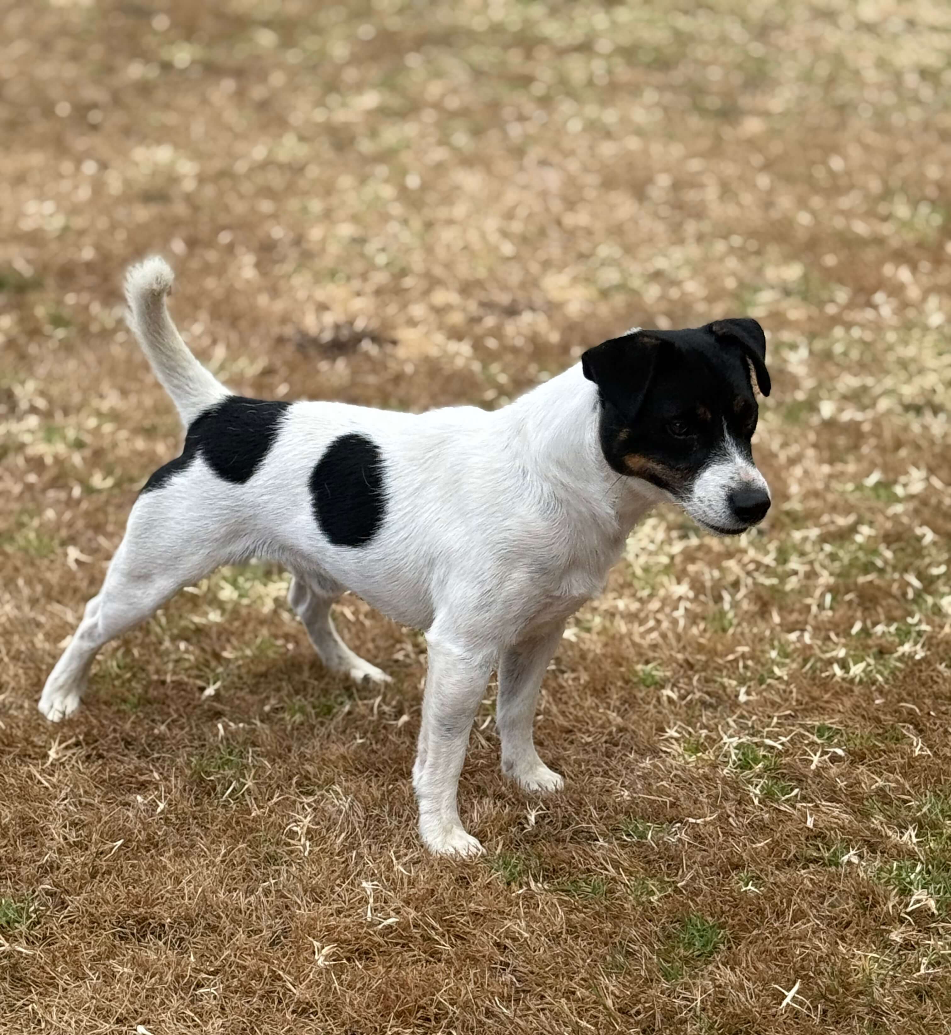 Kadama Tri N Stop Me Jack Russell Terrier - Owned by Mrs S T Wickham