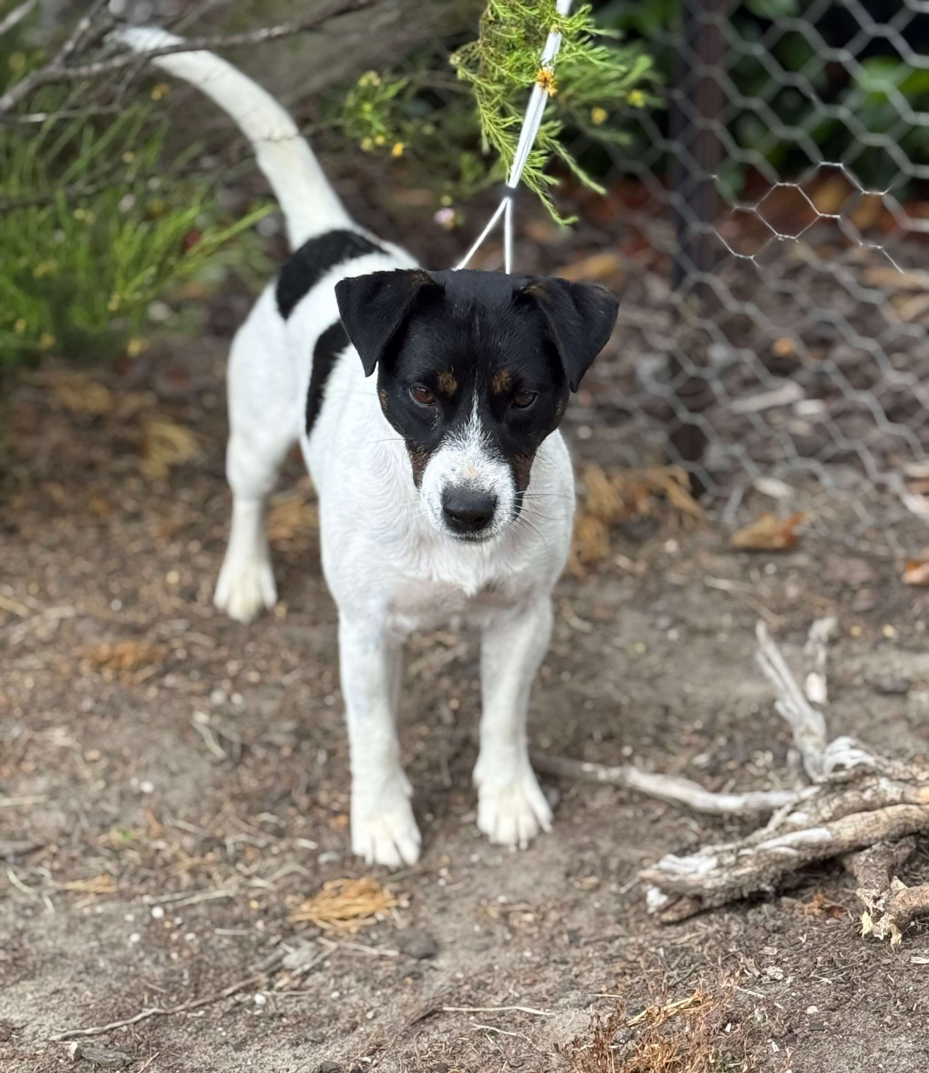 Kadama Tri N Stop Me Jack Russell Terrier - Owned by Mrs S T Wickham
