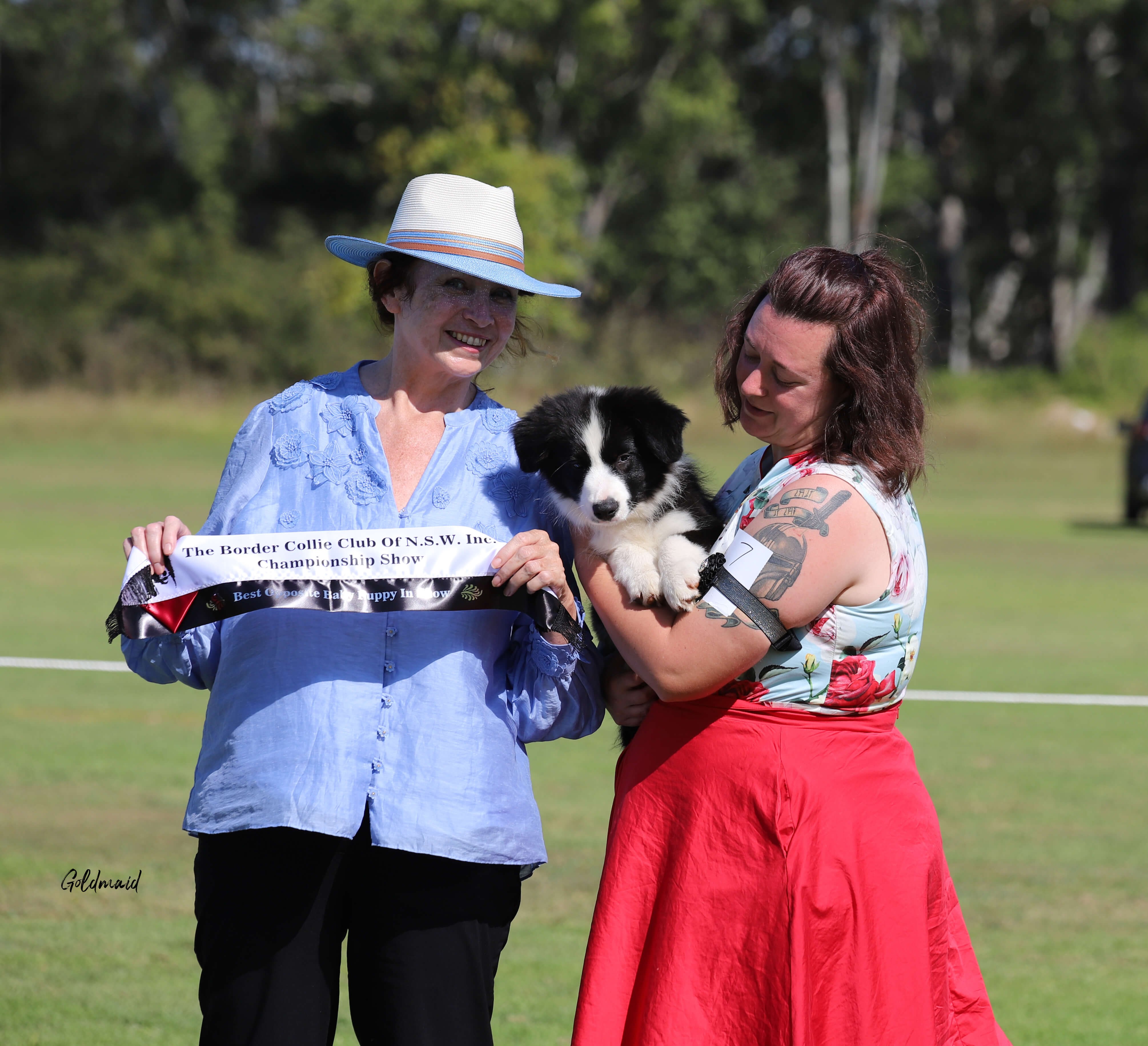 Classicyds Speak No Evil at Ewehope (AI) Border Collie - Owned by B ...