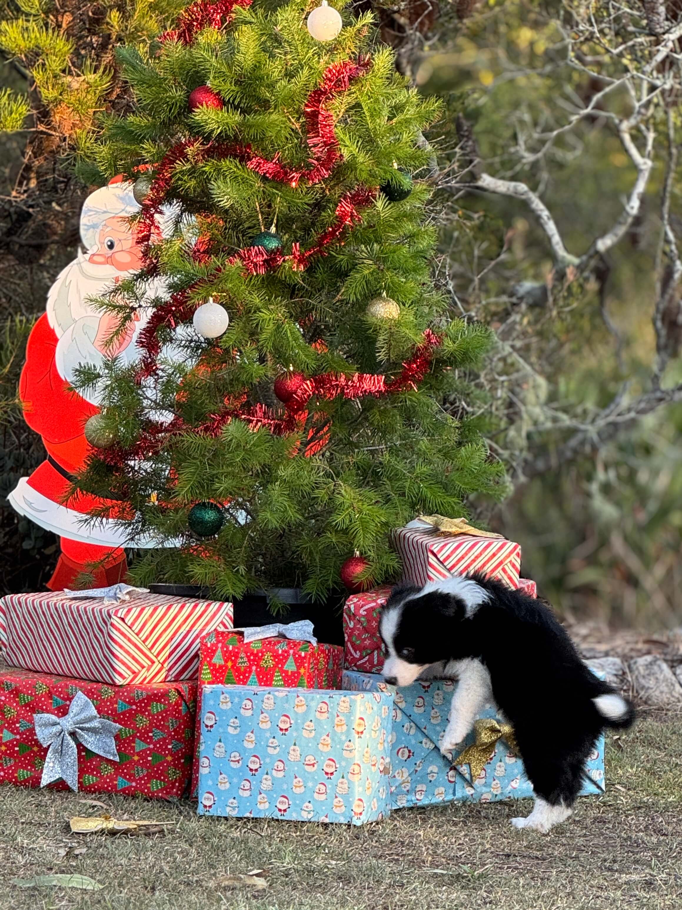 Ewehope Attention Deficit Border Collie - Owned by B E Carter