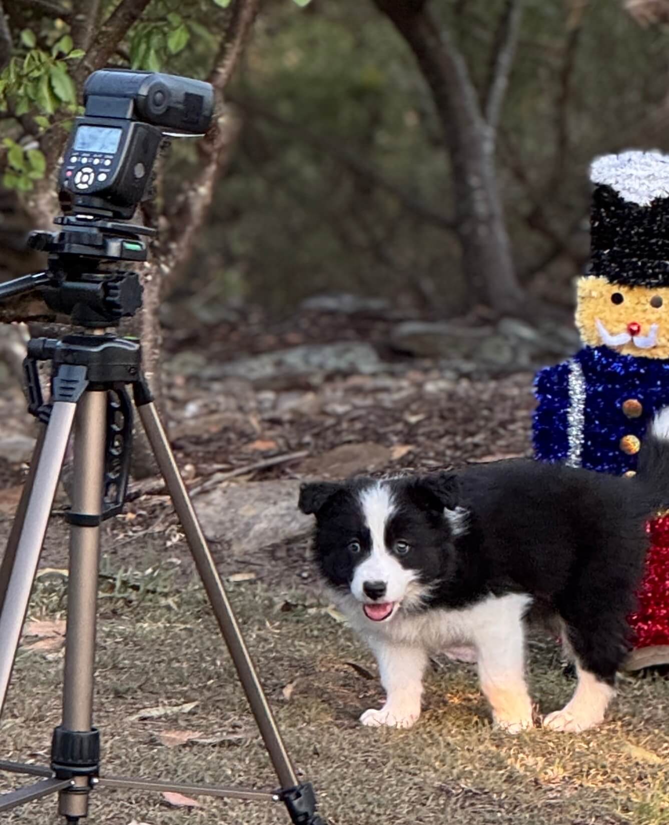 Ewehope Attention Deficit Border Collie - Owned by B E Carter