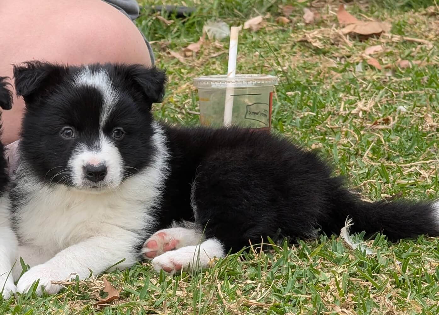 Ewehope Act On Impulse Border Collie - Owned by B E Carter