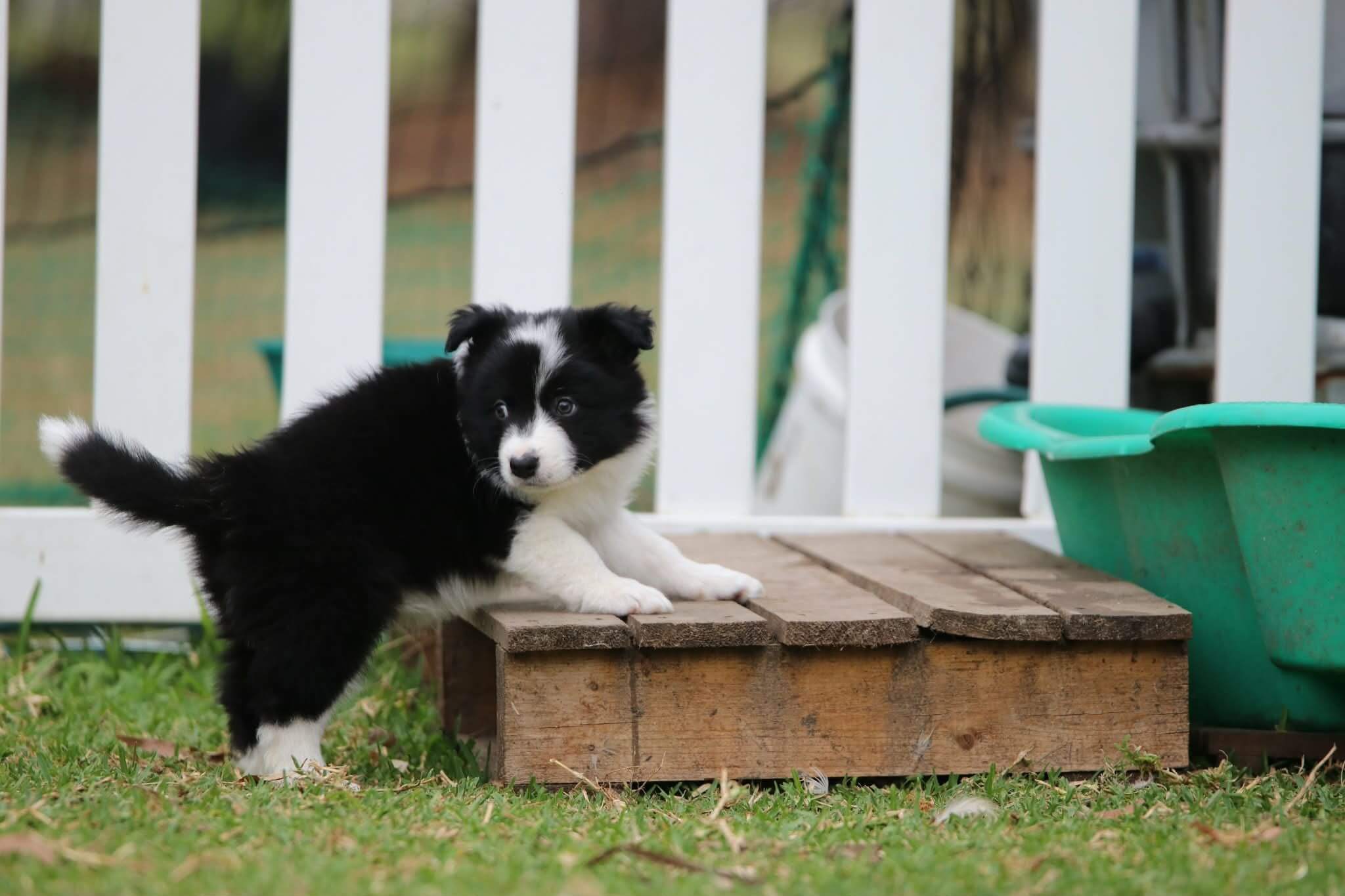 Ewehope Act On Impulse Border Collie - Owned by B E Carter