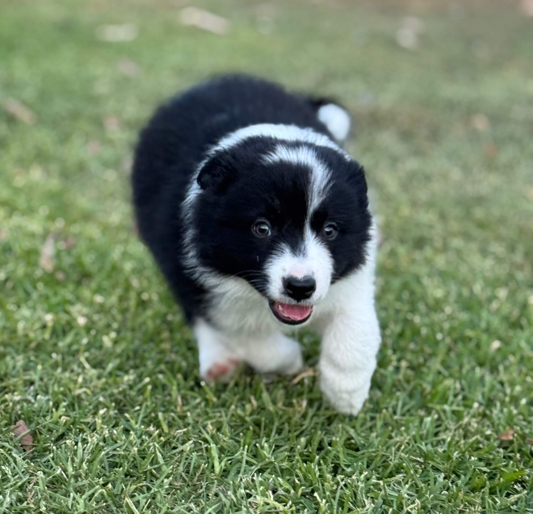 Ewehope Act On Impulse Border Collie - Owned by B E Carter