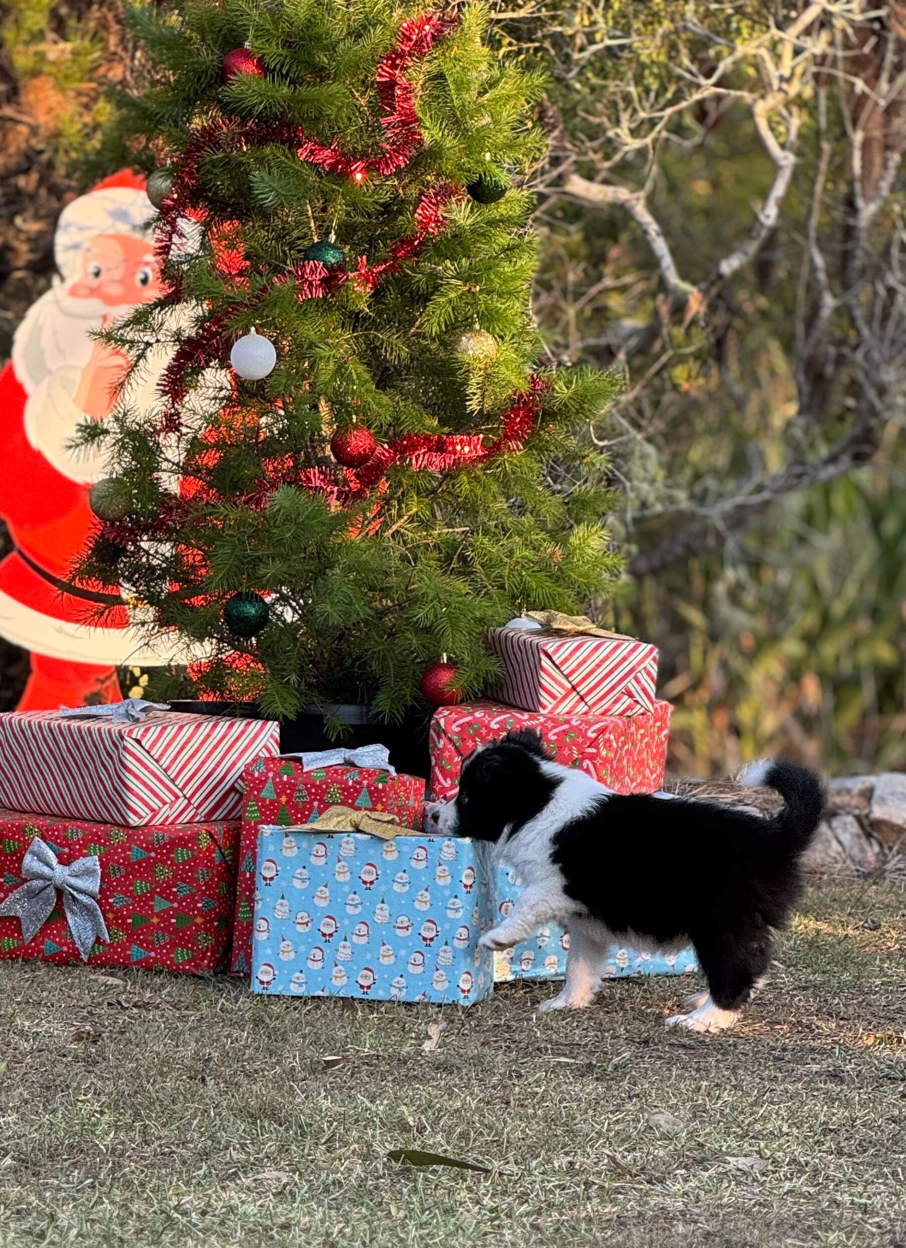 Ewehope Act On Impulse Border Collie - Owned by B E Carter
