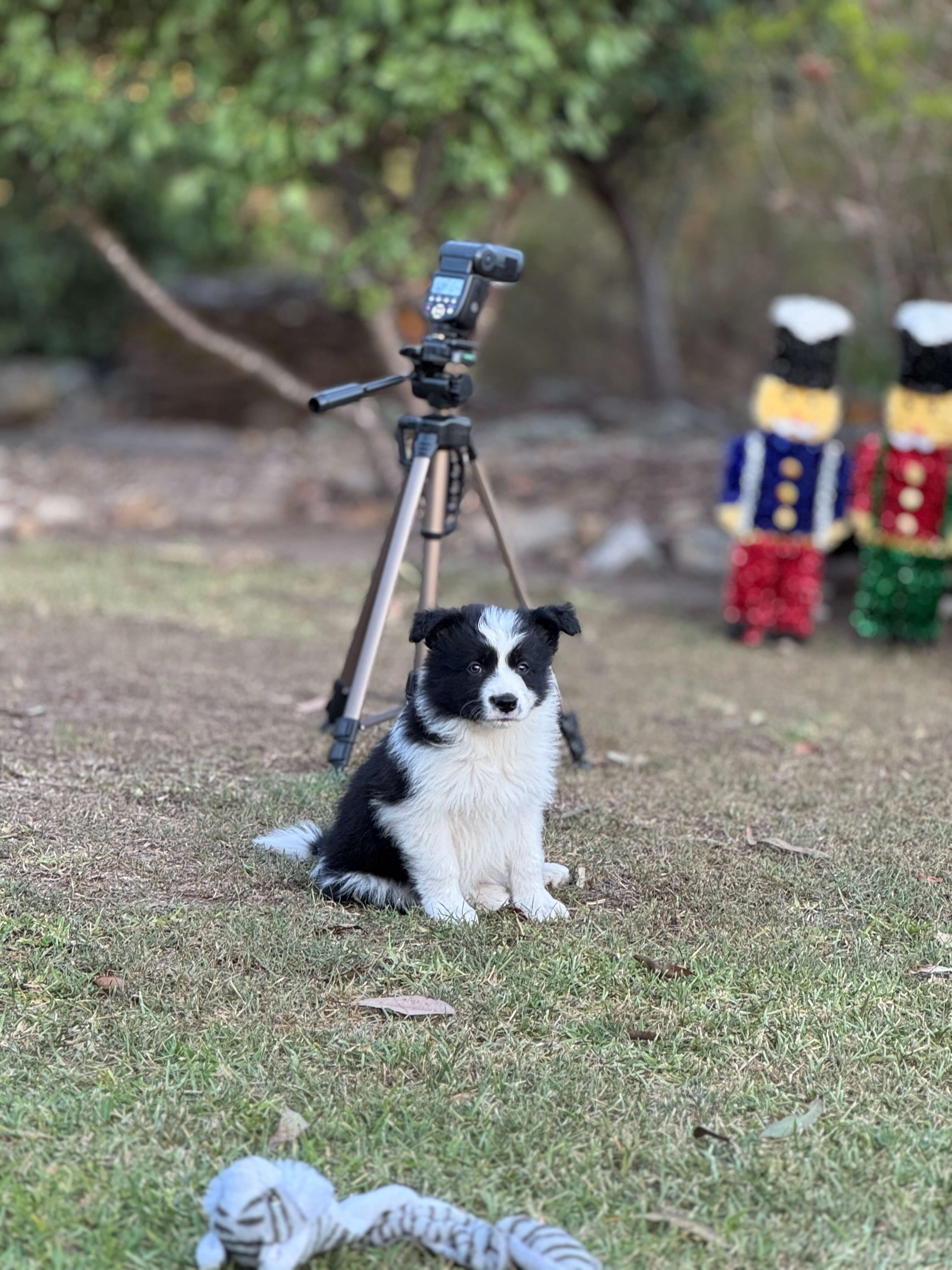 Ewehope Catch and Release Border Collie - Owned by B E Carter