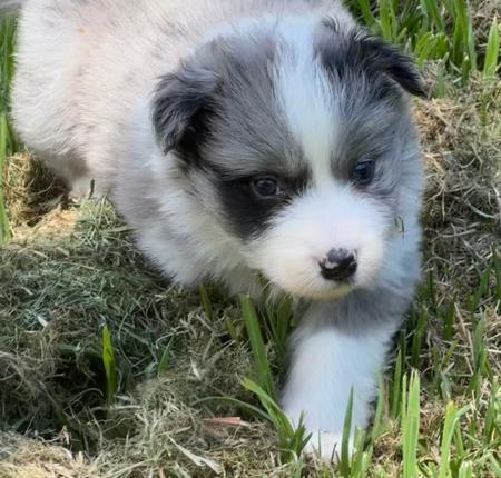Border Collie Puppies for Sale