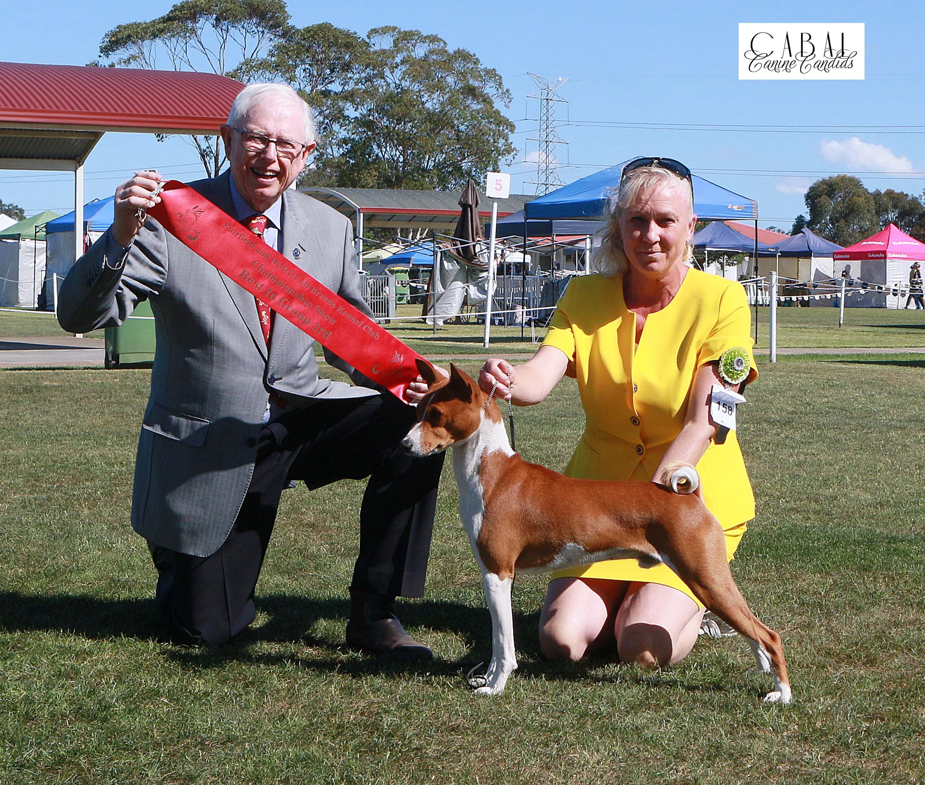 Aust Grand Ch Xalmes Dont Bleveme Just Watch Basenji - Owned by M. Darr