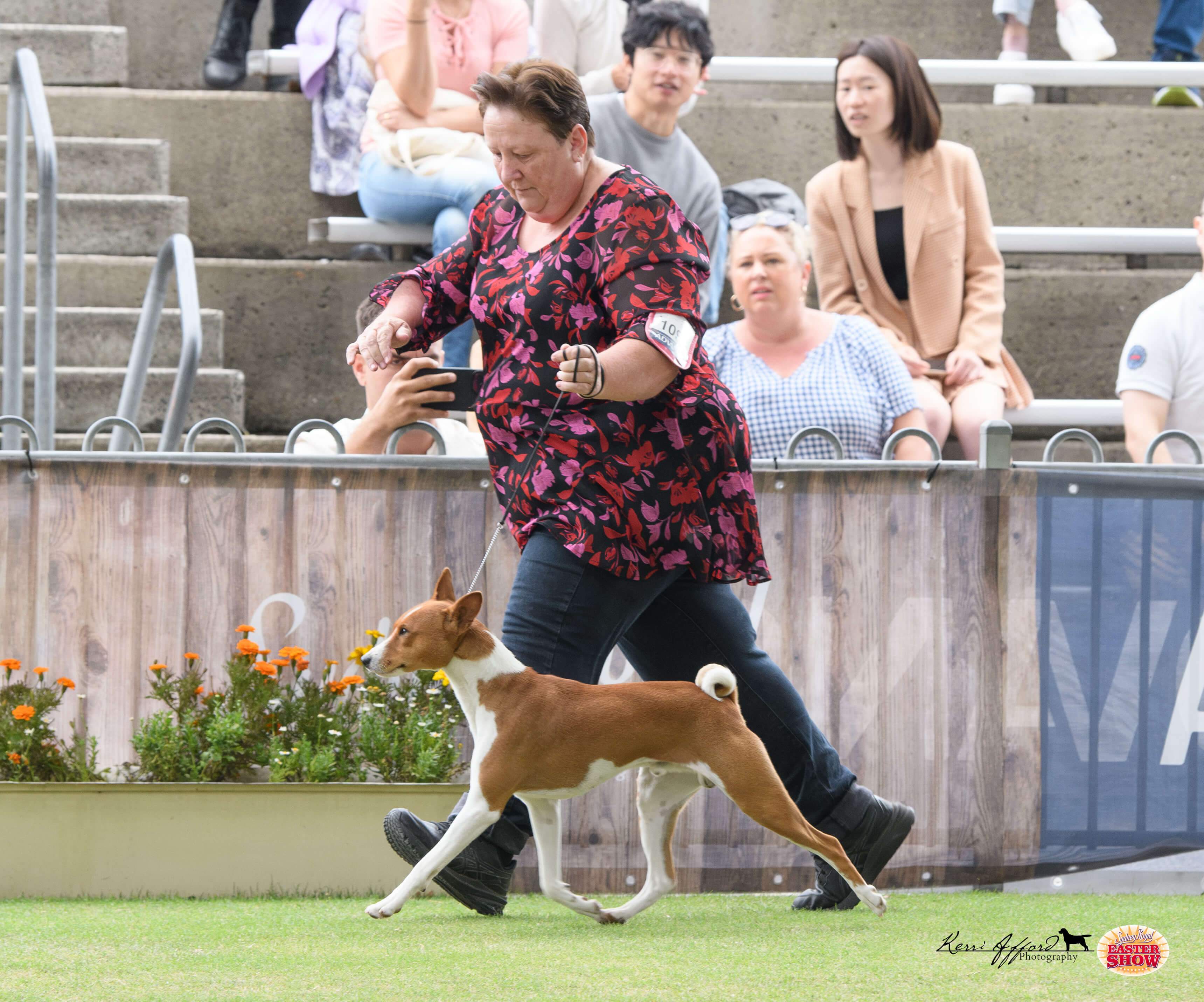 Aust Grand Ch Xalmes Dont Bleveme Just Watch Basenji - Owned by M. Darr