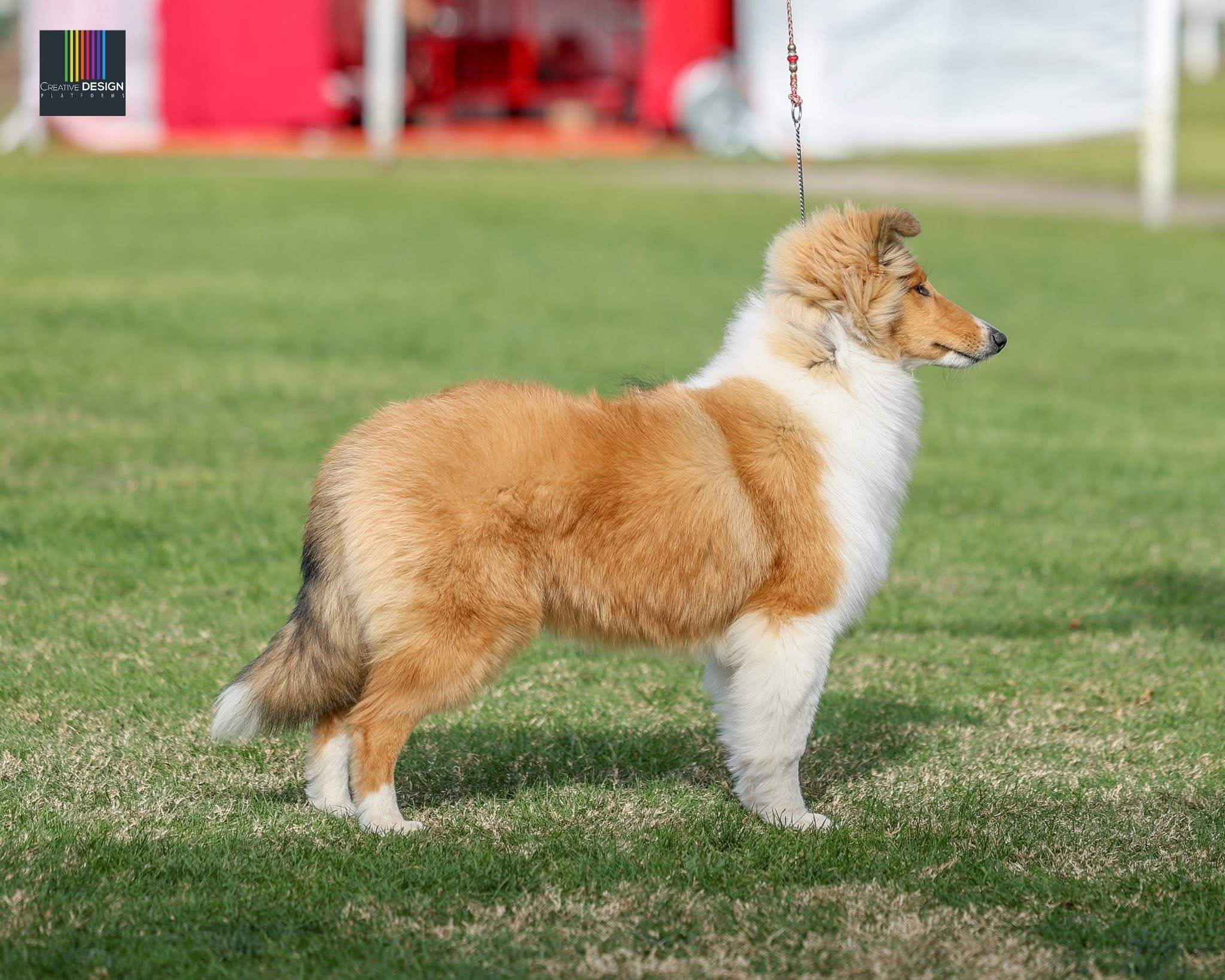 Cliffglynn This Is How I Be Me Collie (Rough) - Owned by Debbie Stephenson