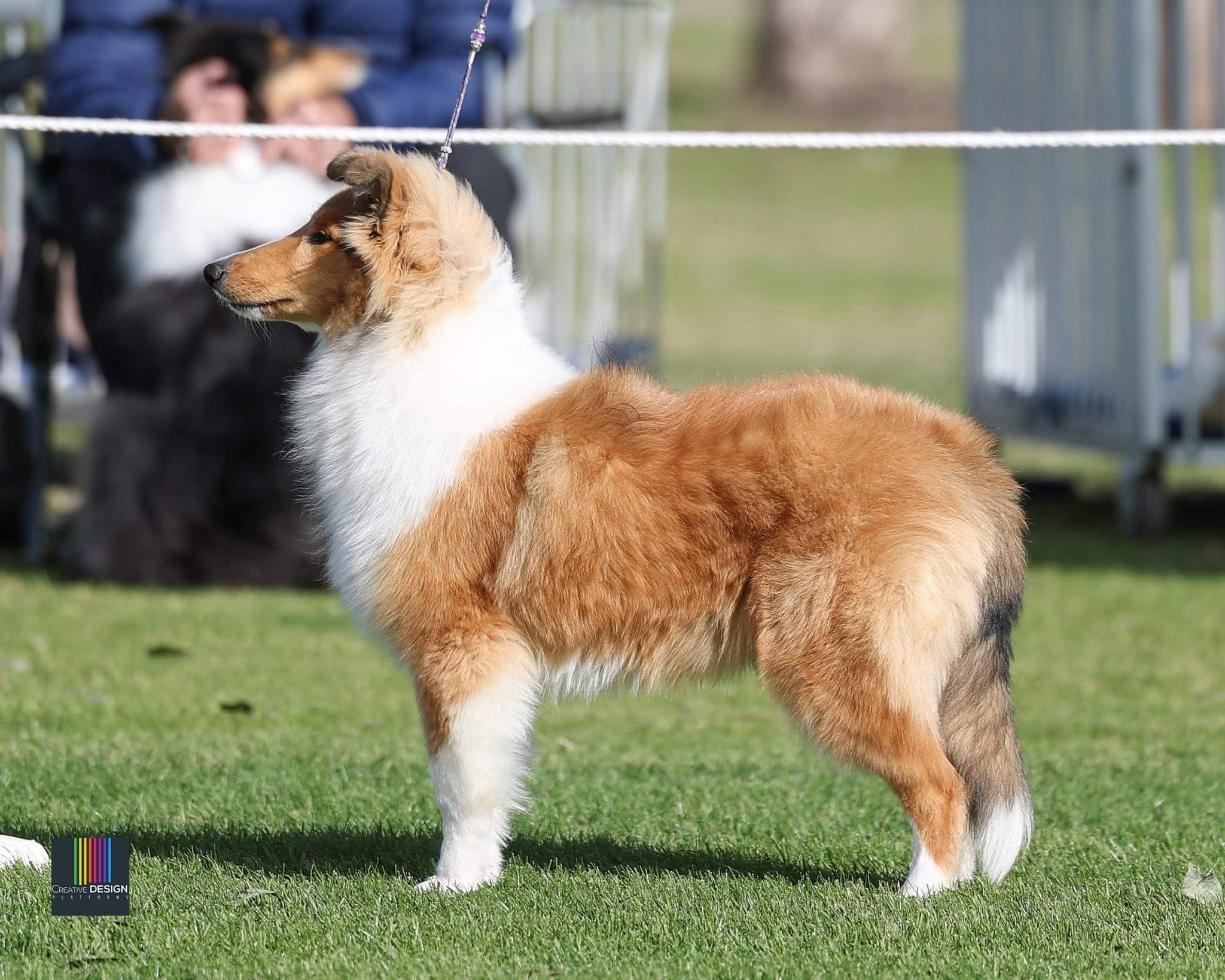 Cliffglynn This Is How I Be Me Collie (Rough) - Owned by Debbie Stephenson