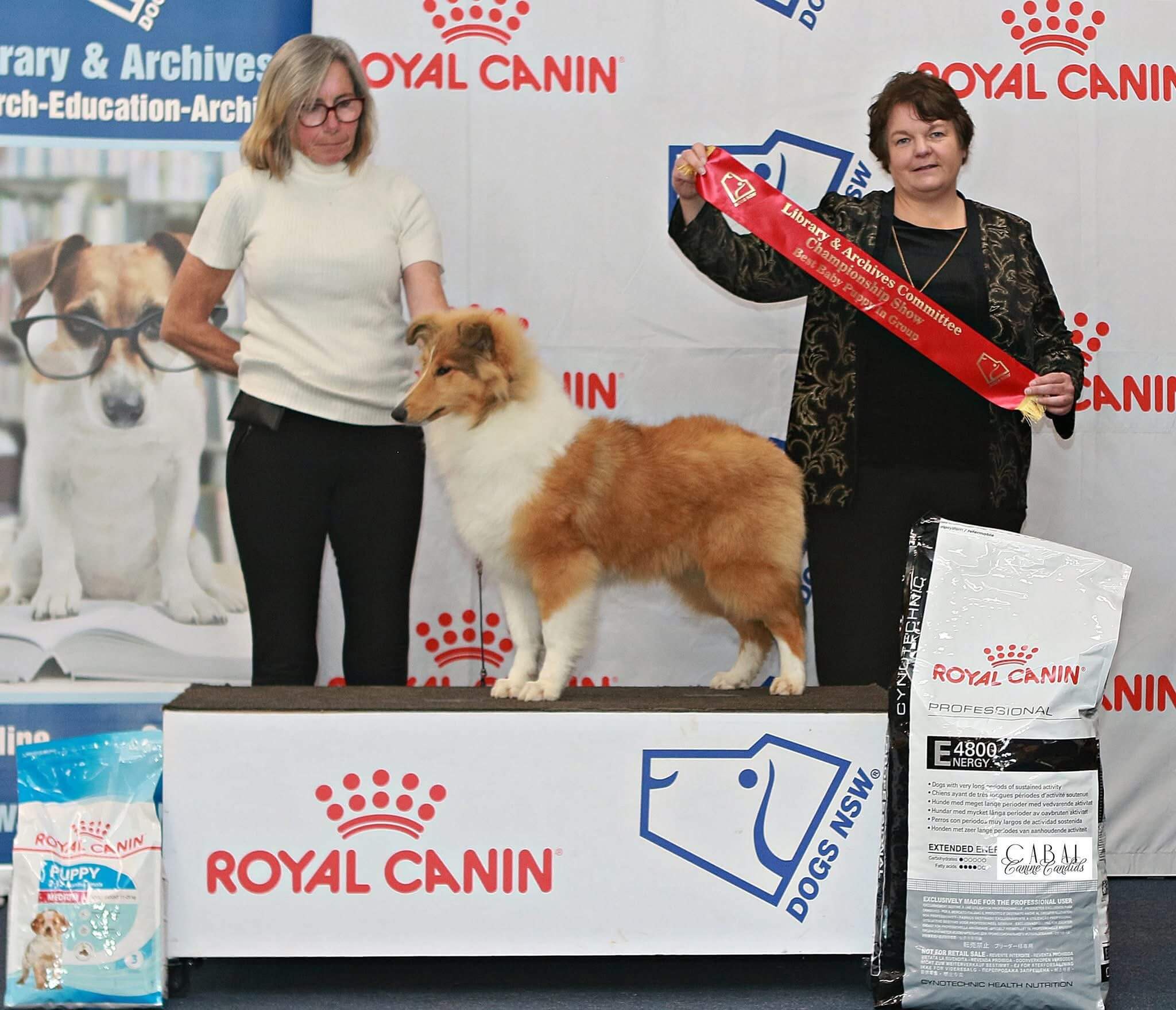 Cliffglynn This Is How I Be Me Collie (Rough) - Owned by Debbie Stephenson