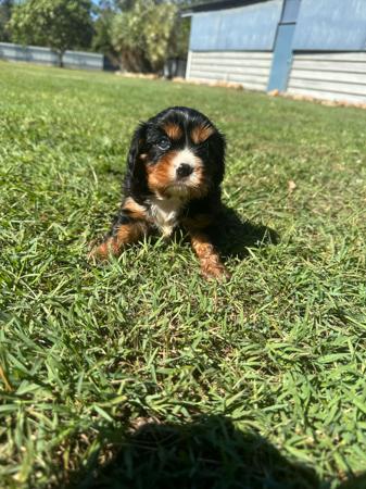 Cavalier King Charles Spaniel Puppies for Sale, QLD