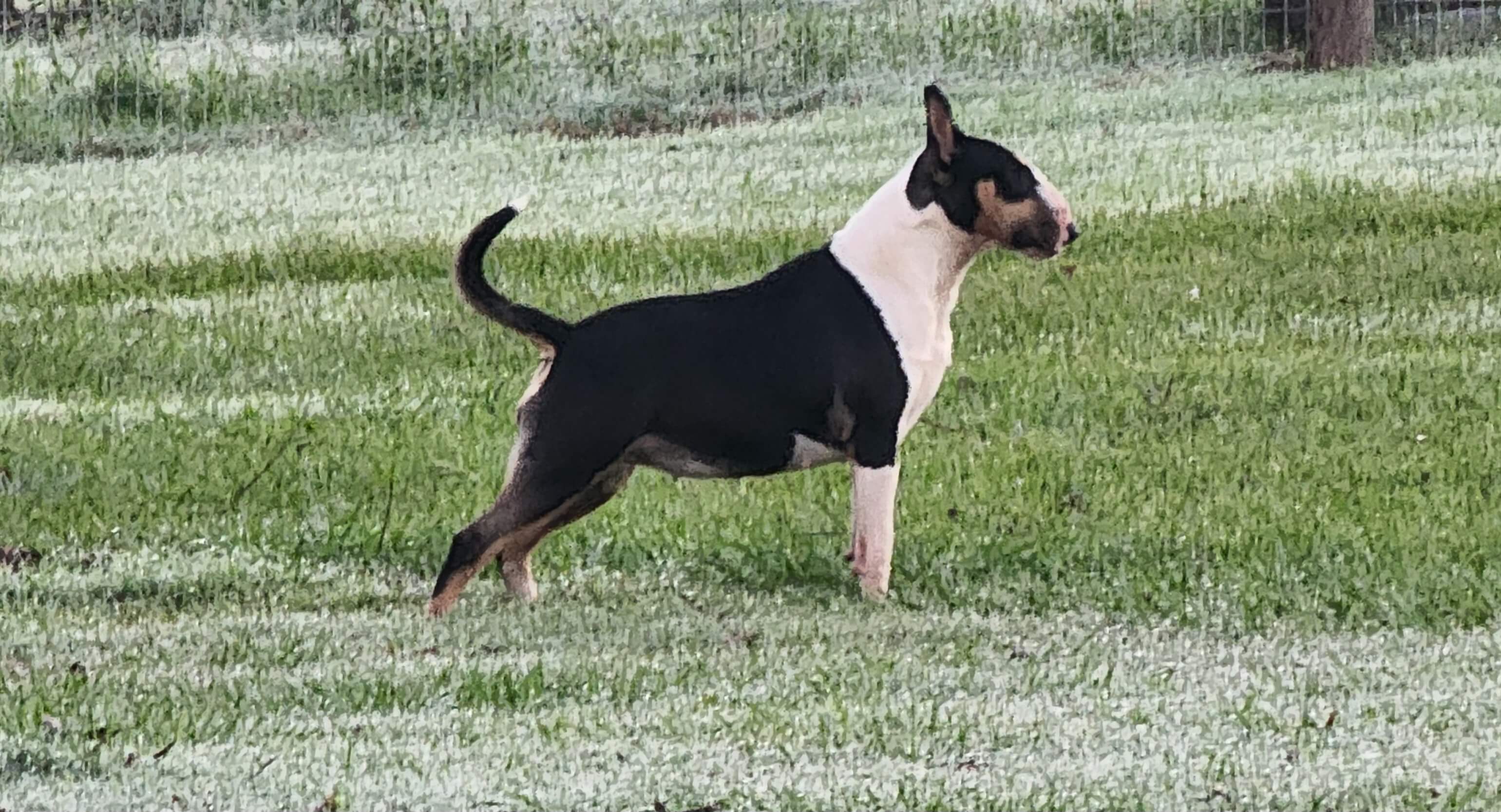 Aponi Shes A Ninja Bull Terrier - Owned by Dhana Peyroux