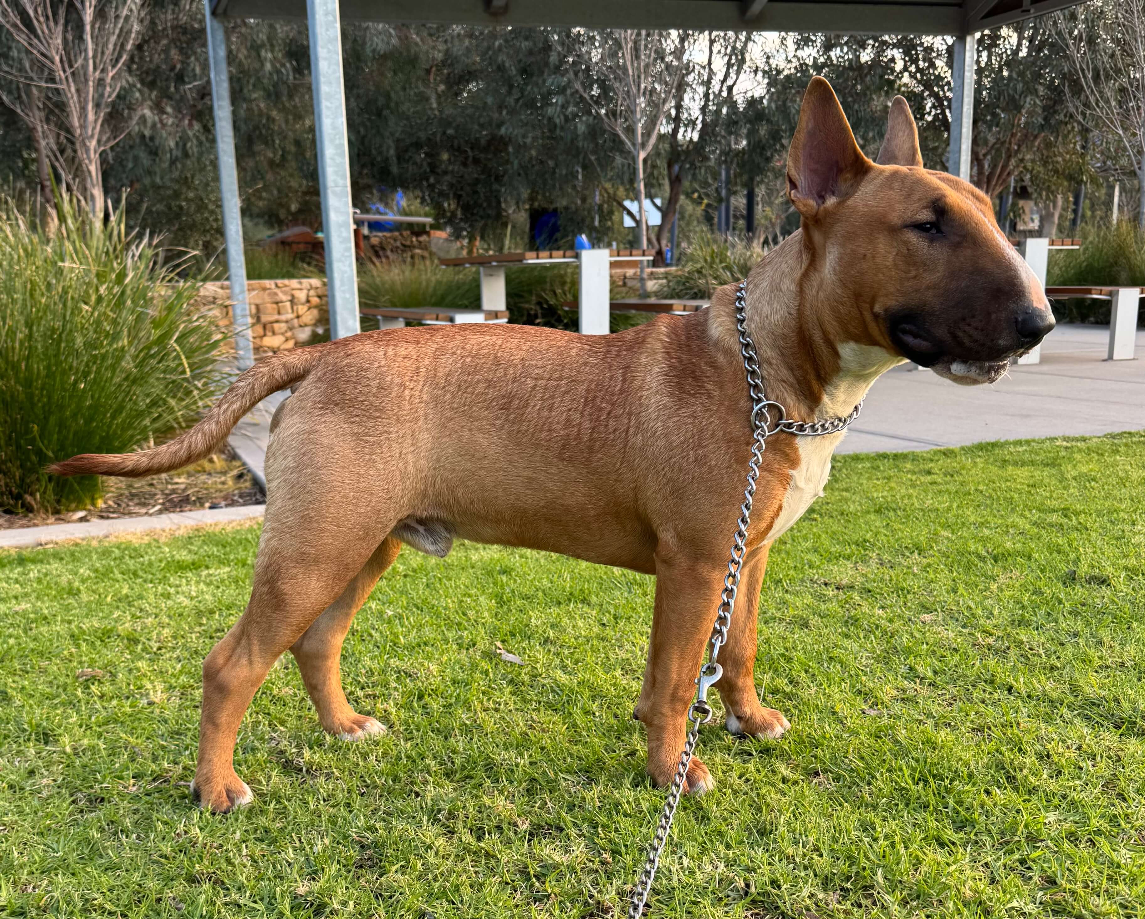 Wantaview Red Rock Bull Terrier - Owned by Miss R Smith