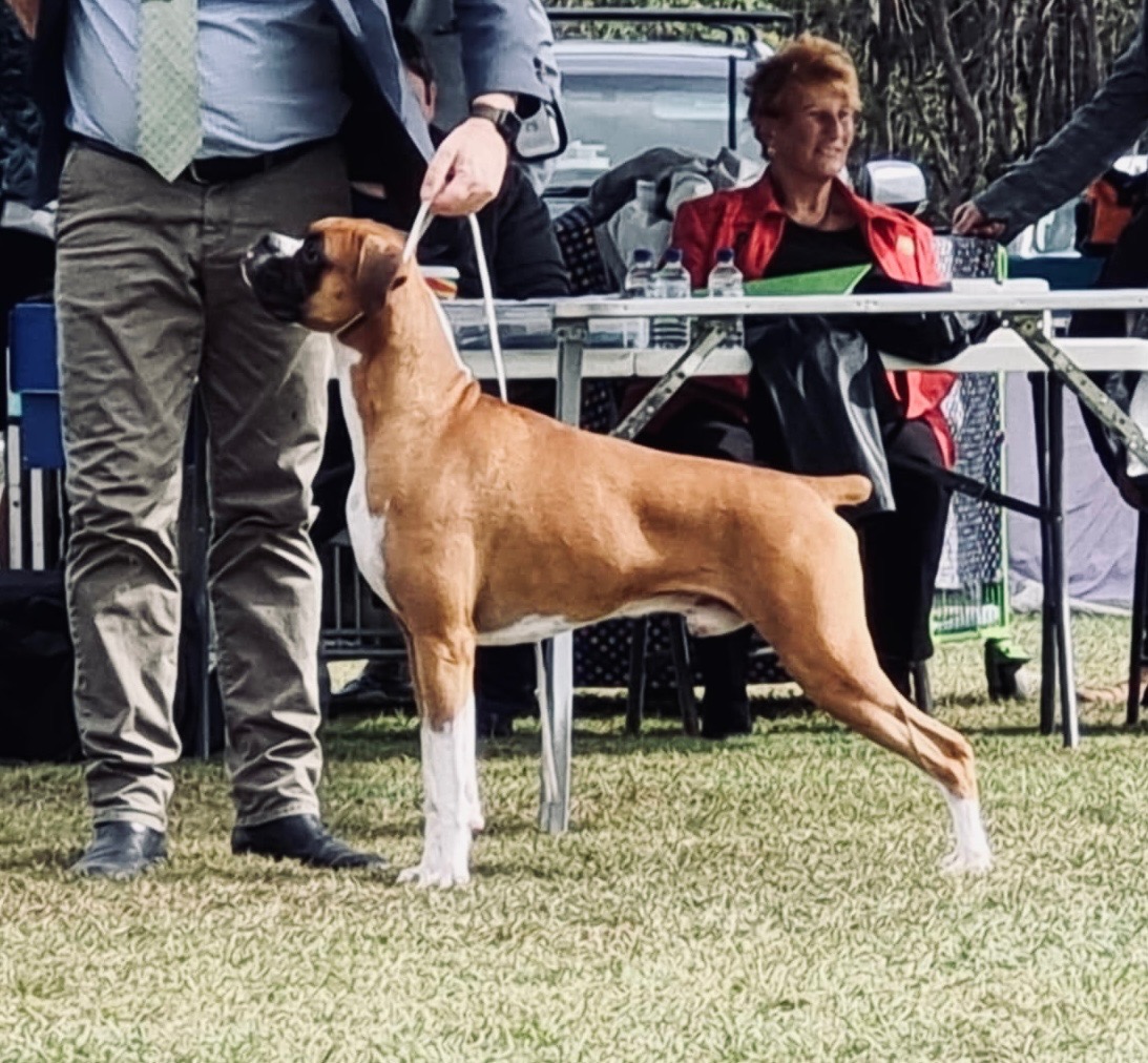 Am Ch & Aust Sup Ch South Willows Shake N Bake (Imp USA) Boxer - Owned ...