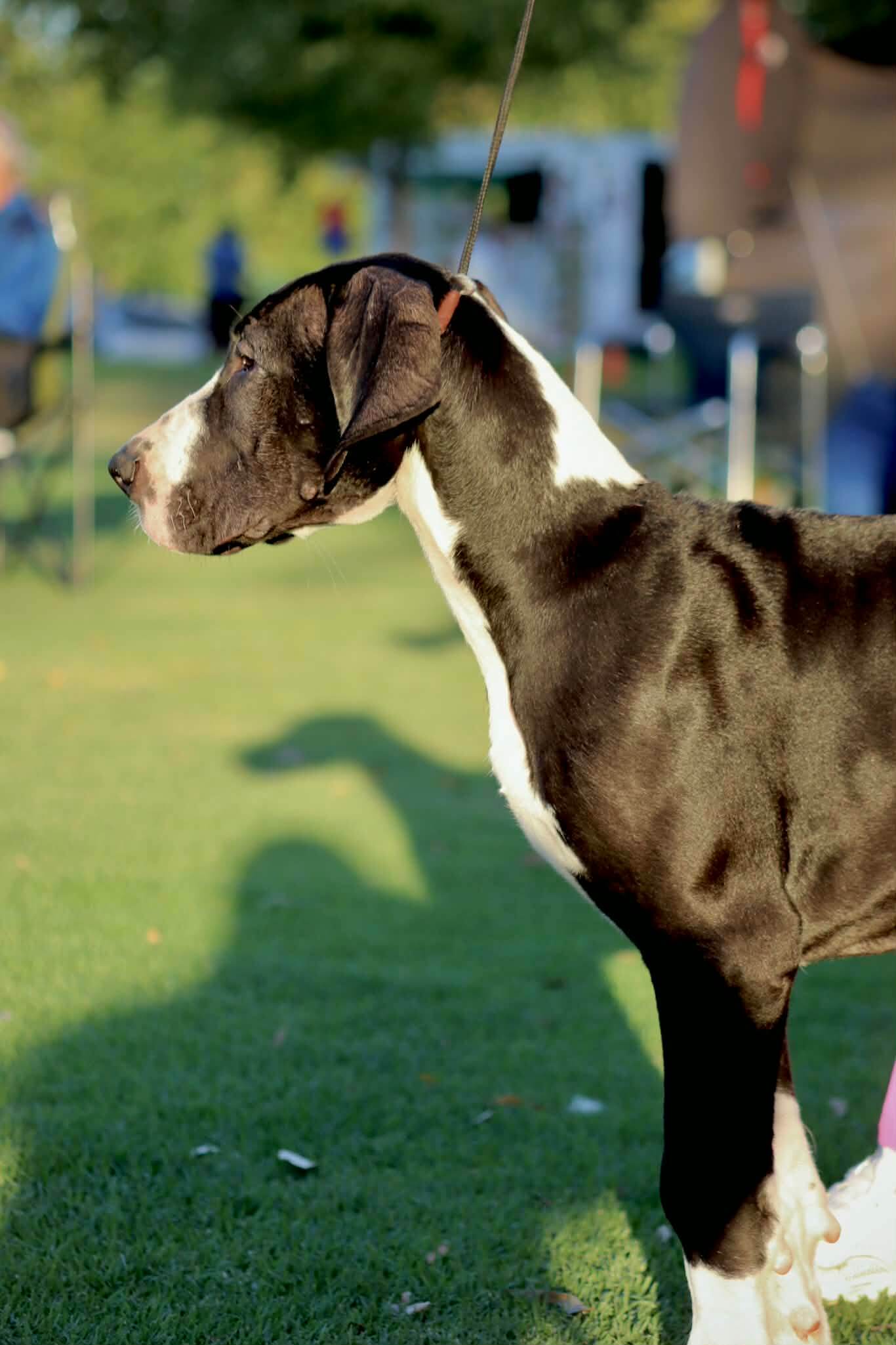 Omnimoon Halo Morning Star Great Dane - Owned by Gary James