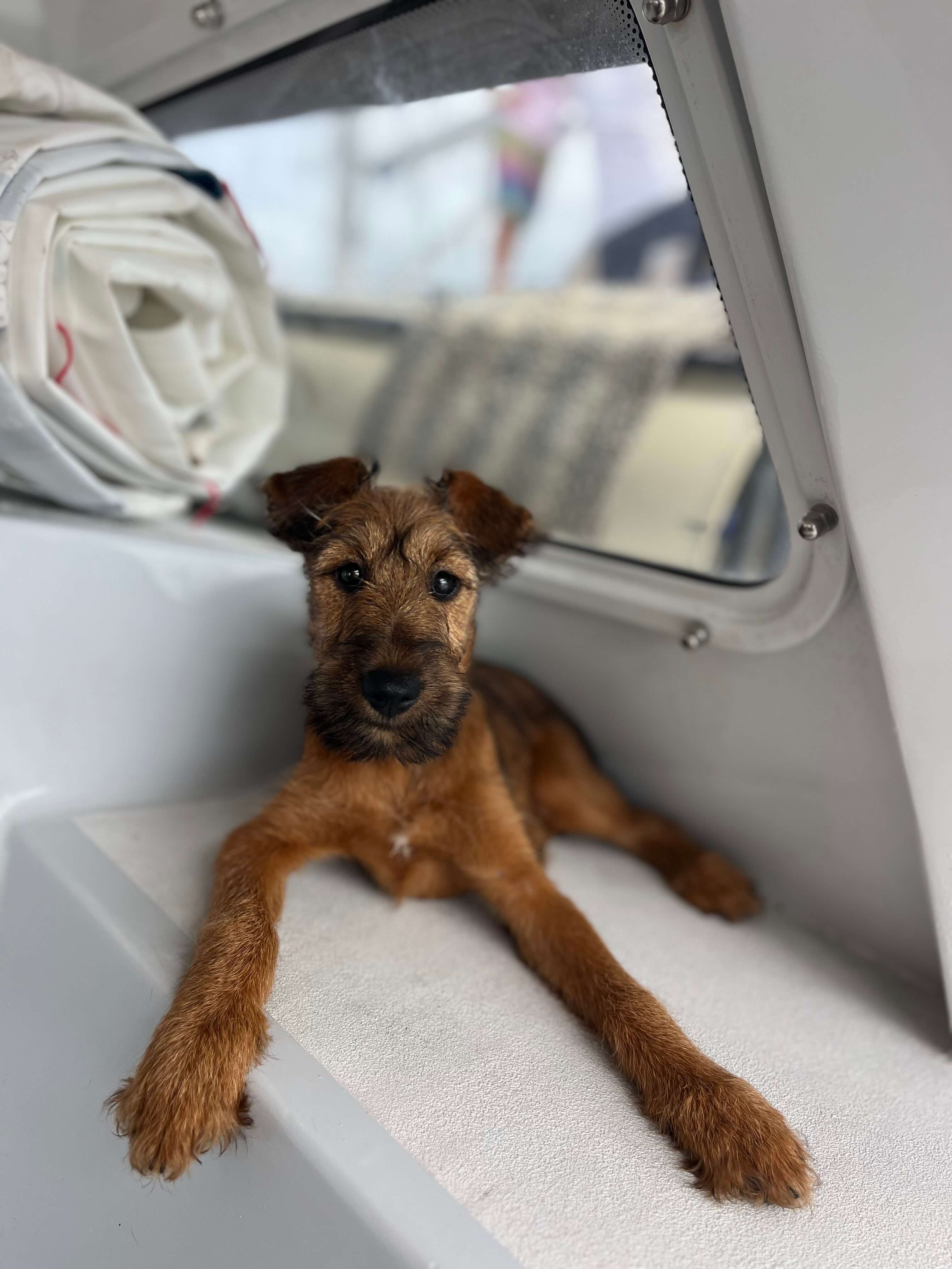 Braecrest Breath Of The Sea (AI) Irish Terrier - Owned by Anthony Hendricks