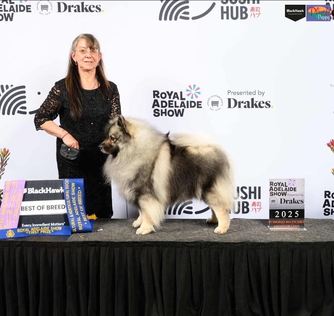 Ticol Lipstick N Tiaras Keeshond - Owned by Mrs C Harrop