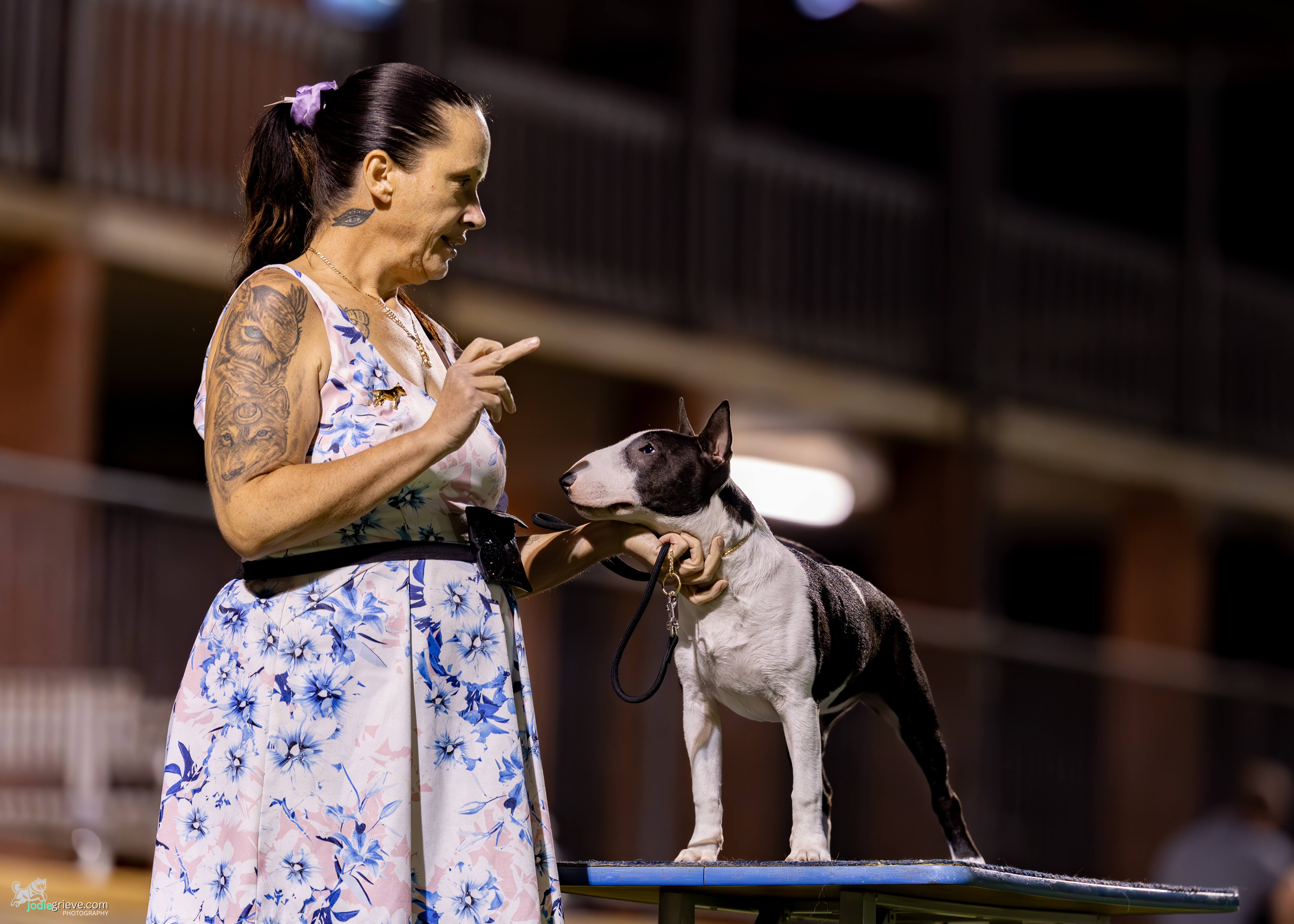 Chrysaliss Miss Fancy Pants At Hootenhowl Bull Terrier (Miniature ...