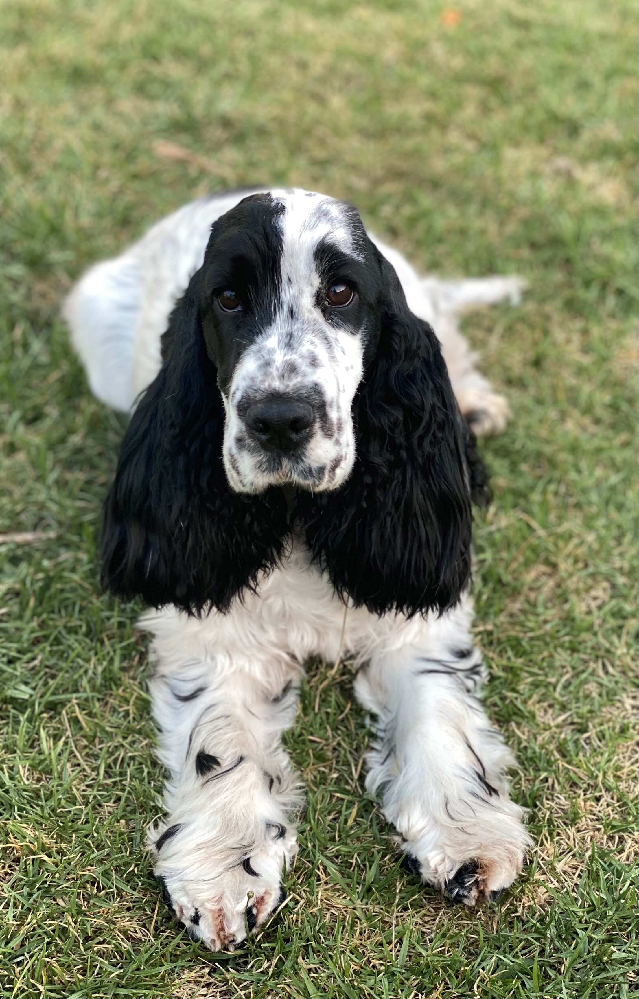 Silverblue Make It Rain Cocker Spaniel - Owned by Valynda Kennels