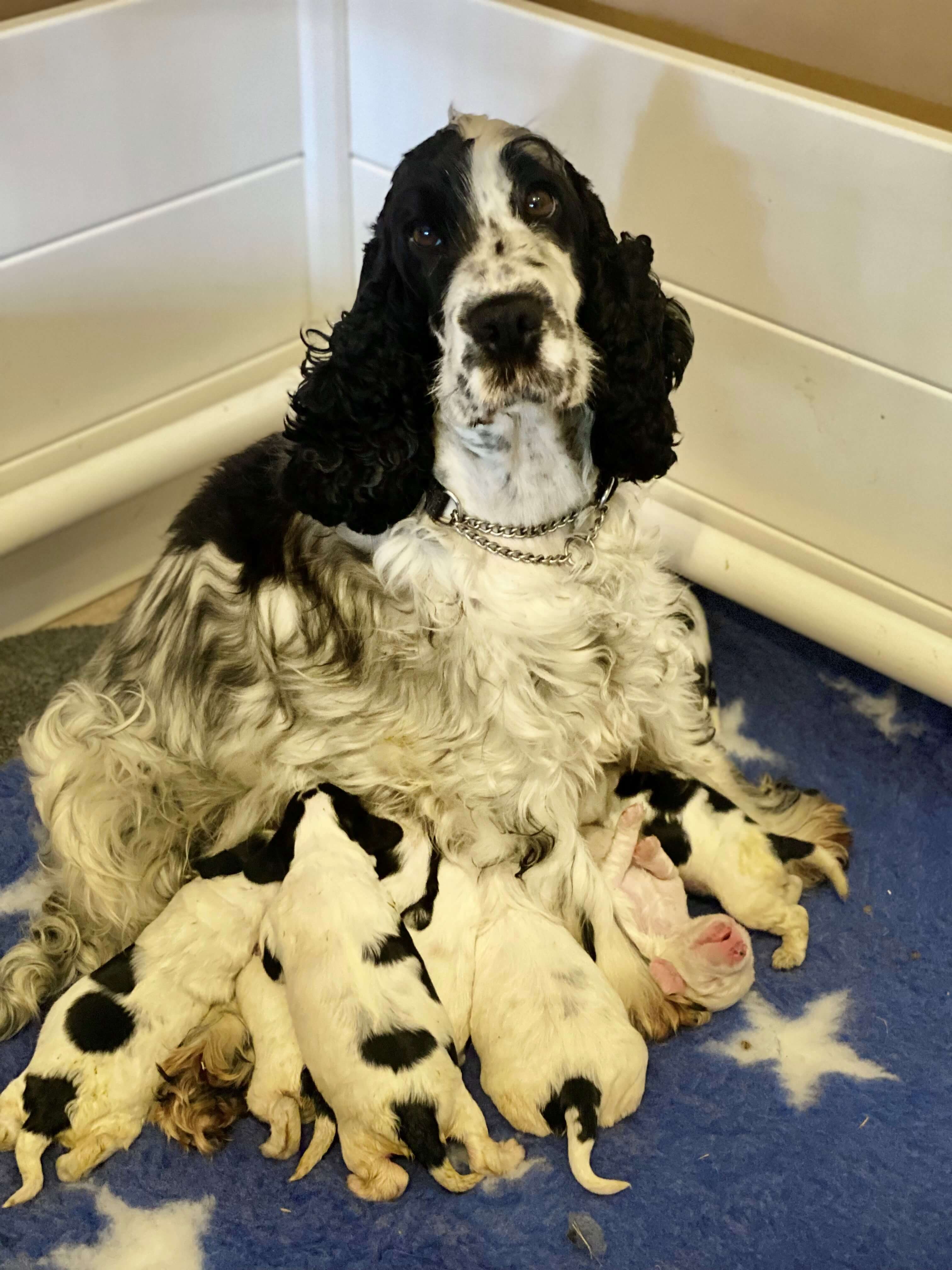 Silverblue Make It Rain Cocker Spaniel - Owned by Valynda Kennels