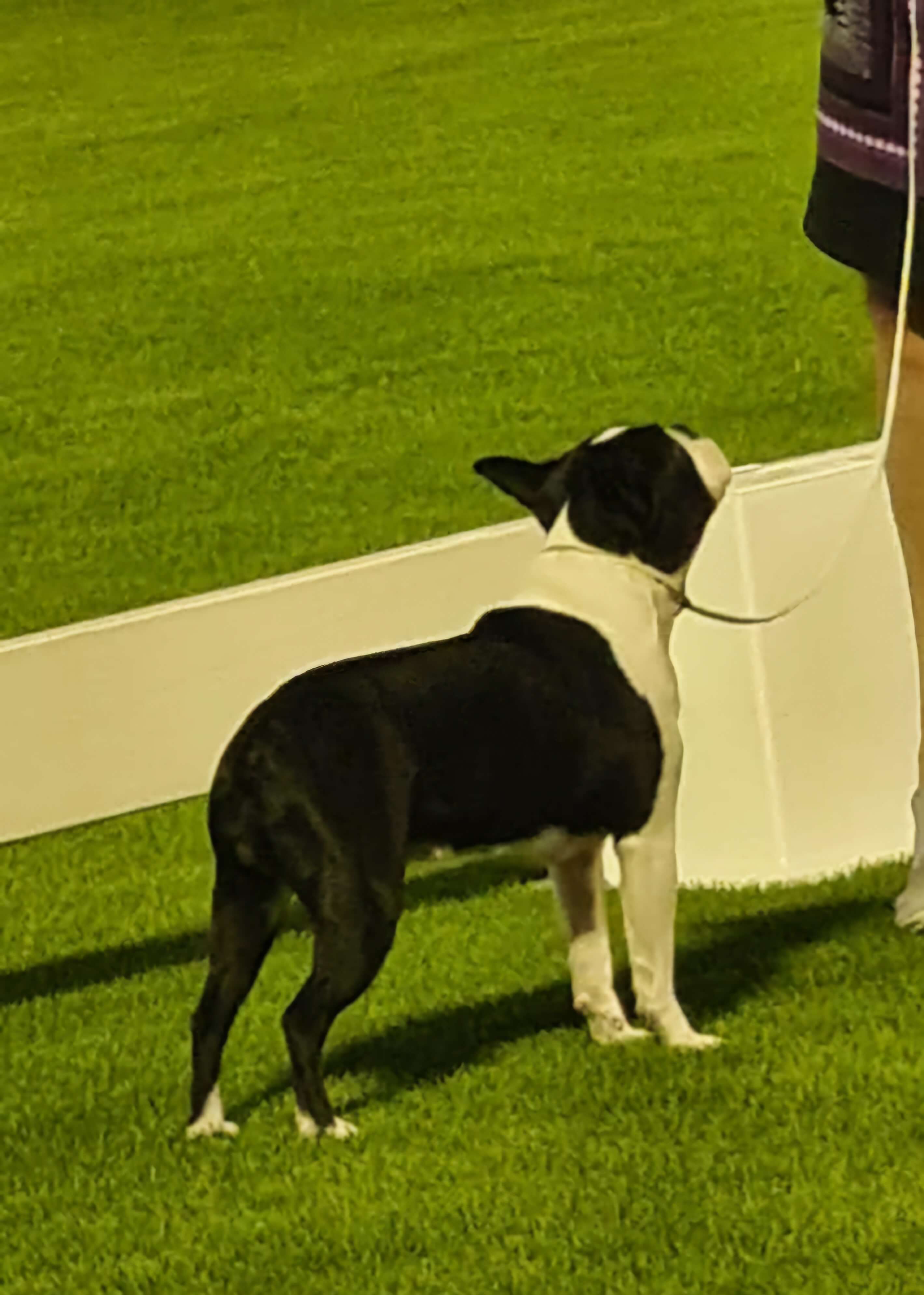 Aust Ch Unrivaled Take The Lead Boston Terrier - Owned by Karen McInroy