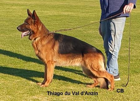 German Shepherd Dog Breeders in Victoria (VIC)