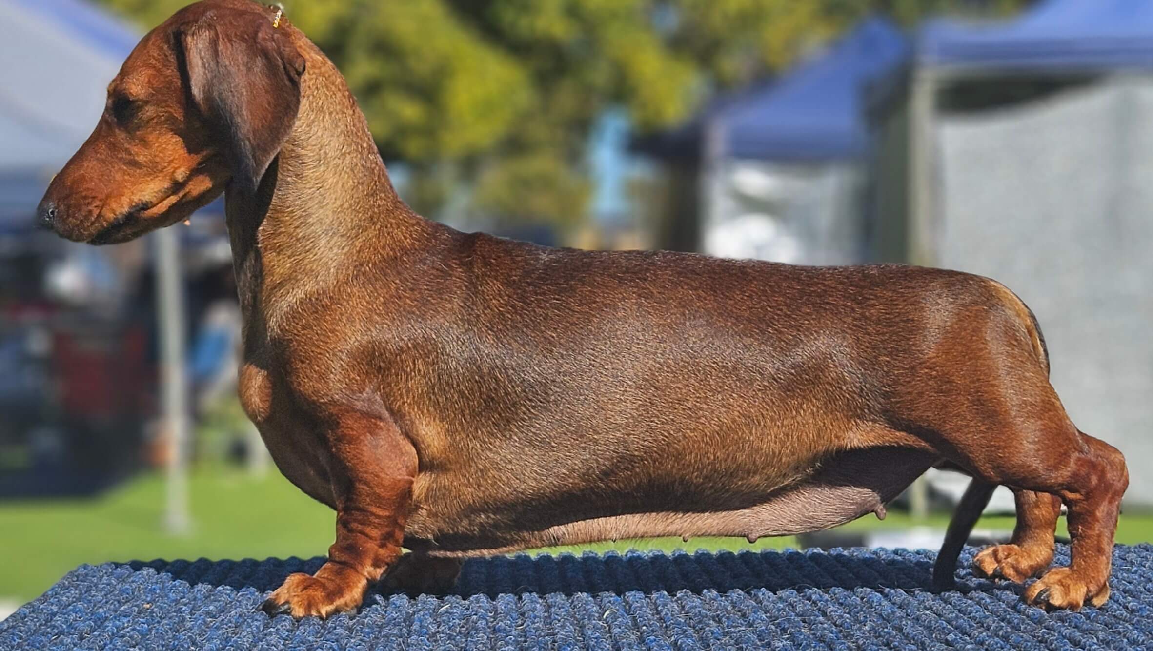 Neimor Blessed Crystal Dachshund (Miniature Smooth Haired) - Owned by ...