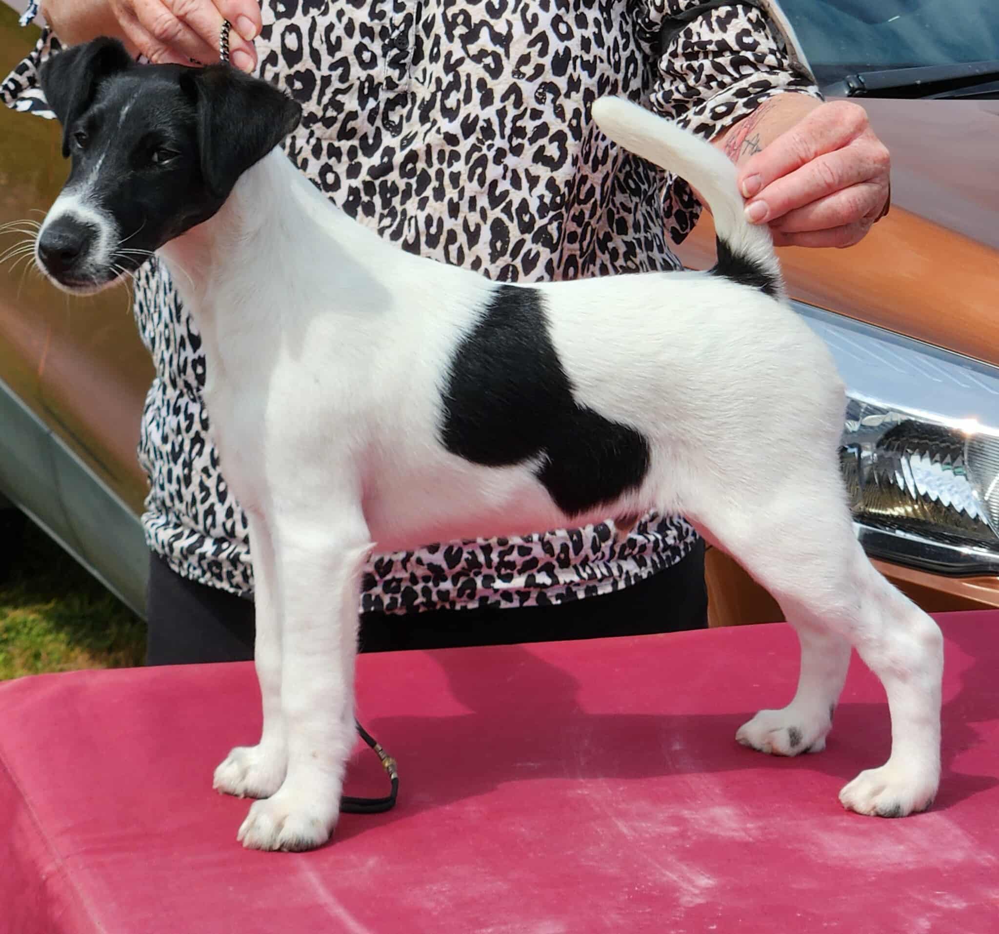 CH Firezan Titanium Tuff (ai) Fox Terrier (Smooth) - Owned by Ms S Ball