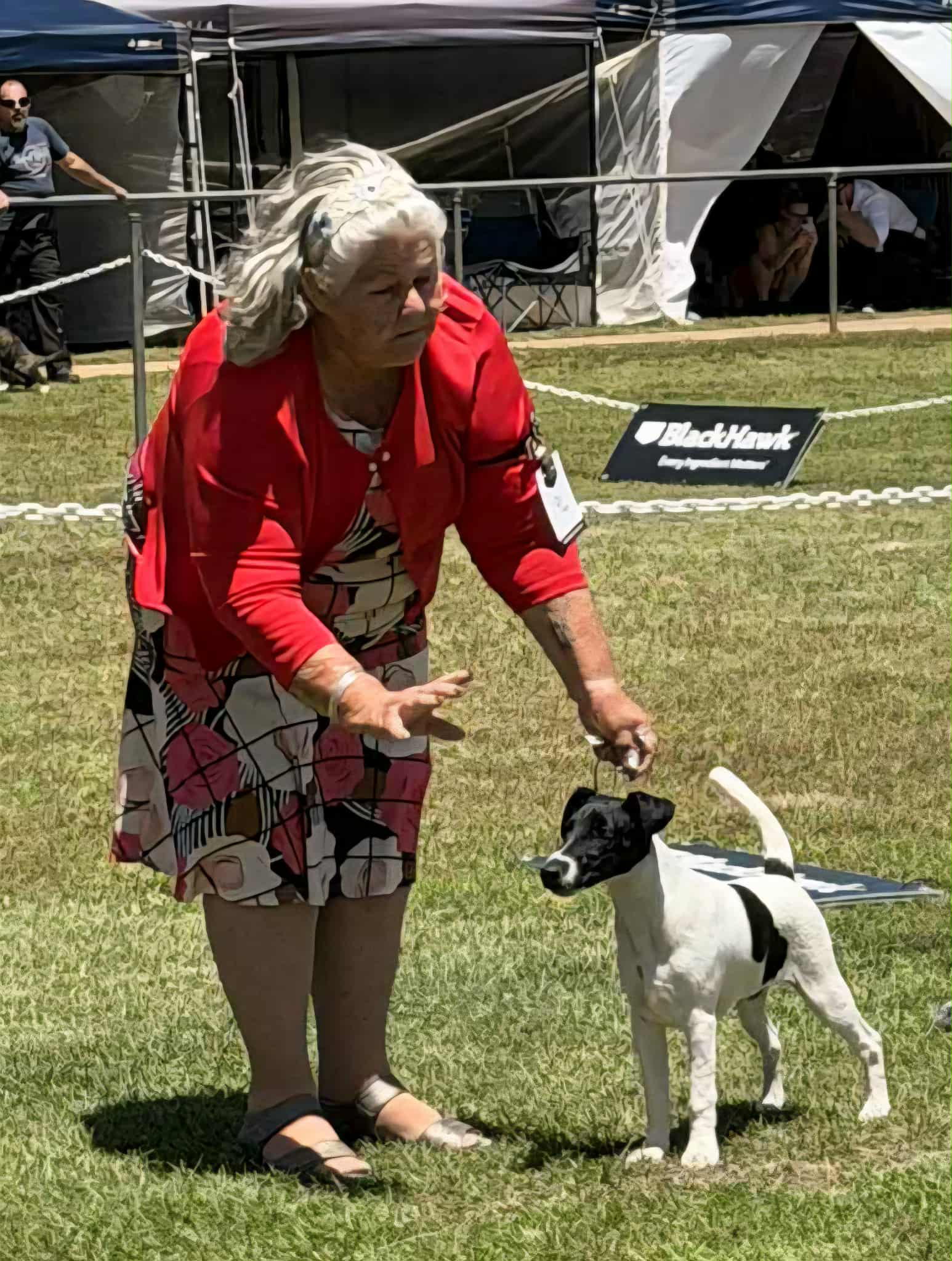 Firezan Titanium Tuff (ai) Fox Terrier (Smooth) - Owned by Ms S Ball
