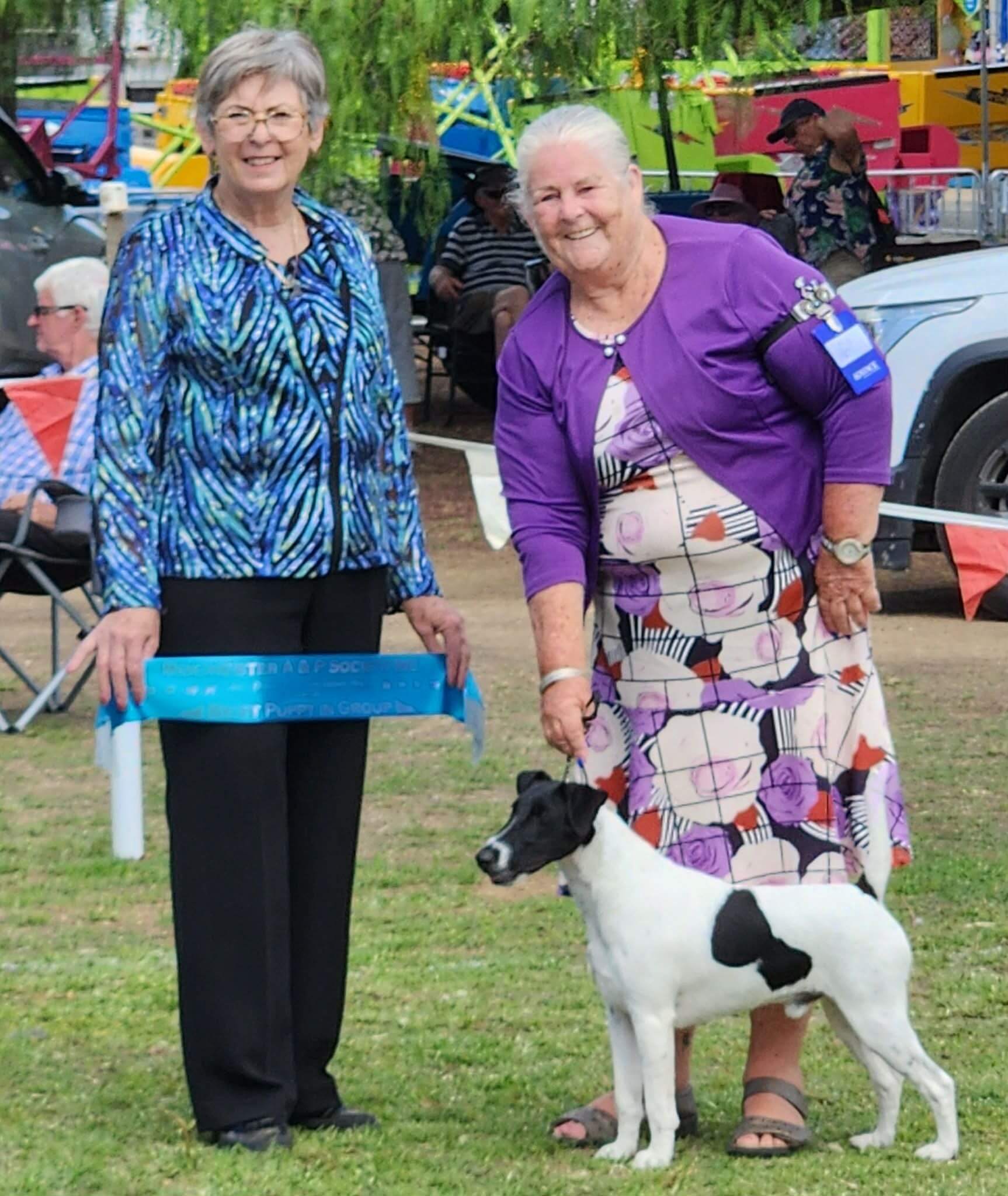 CH Firezan Titanium Tuff (ai) Fox Terrier (Smooth) - Owned by Ms S Ball