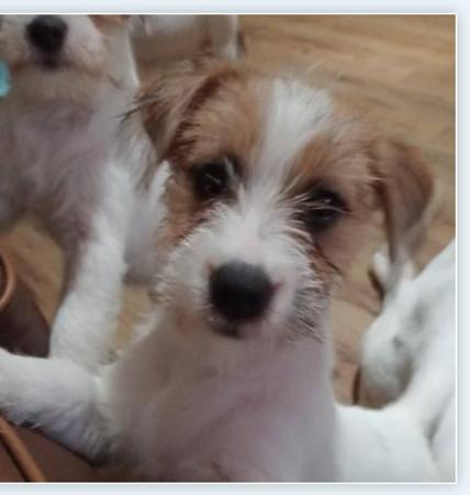 Jack Russell Puppies for Sale